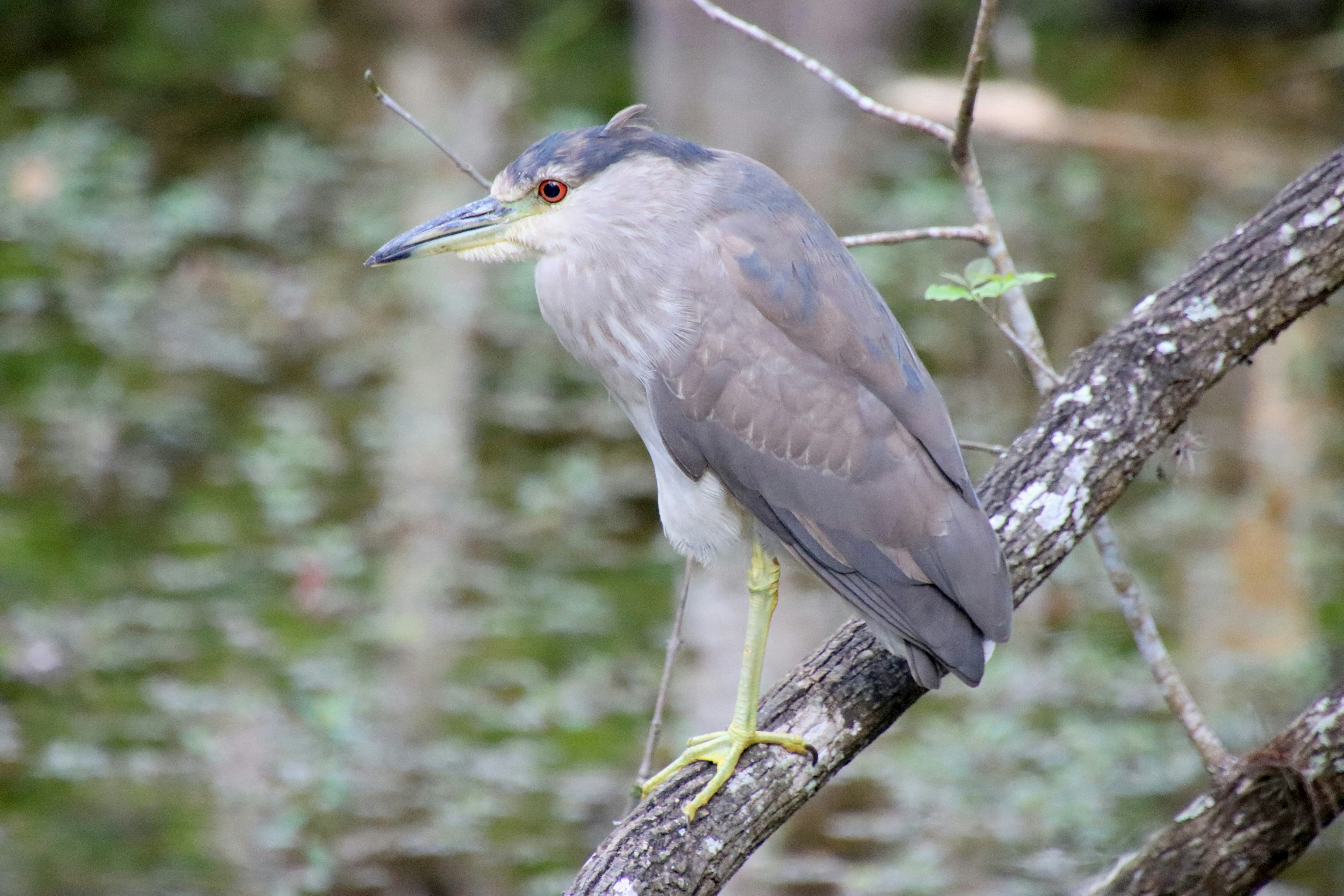 a bird perched on a tree branch in a forest