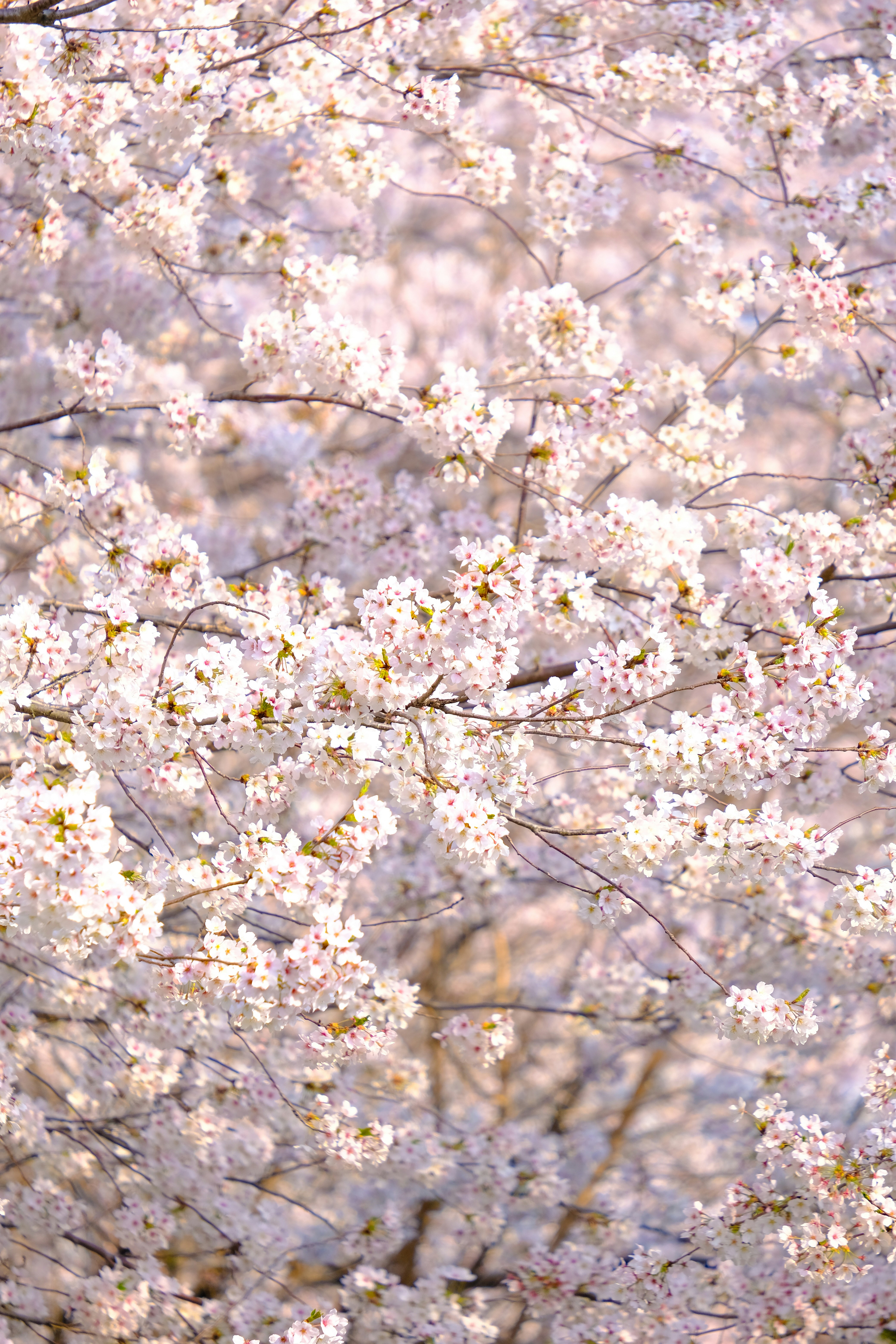 Delicate cherry blossom branches create a soft, floral tapestry in a serene setting. The gentle hues of pink and white evoke the essence of spring.