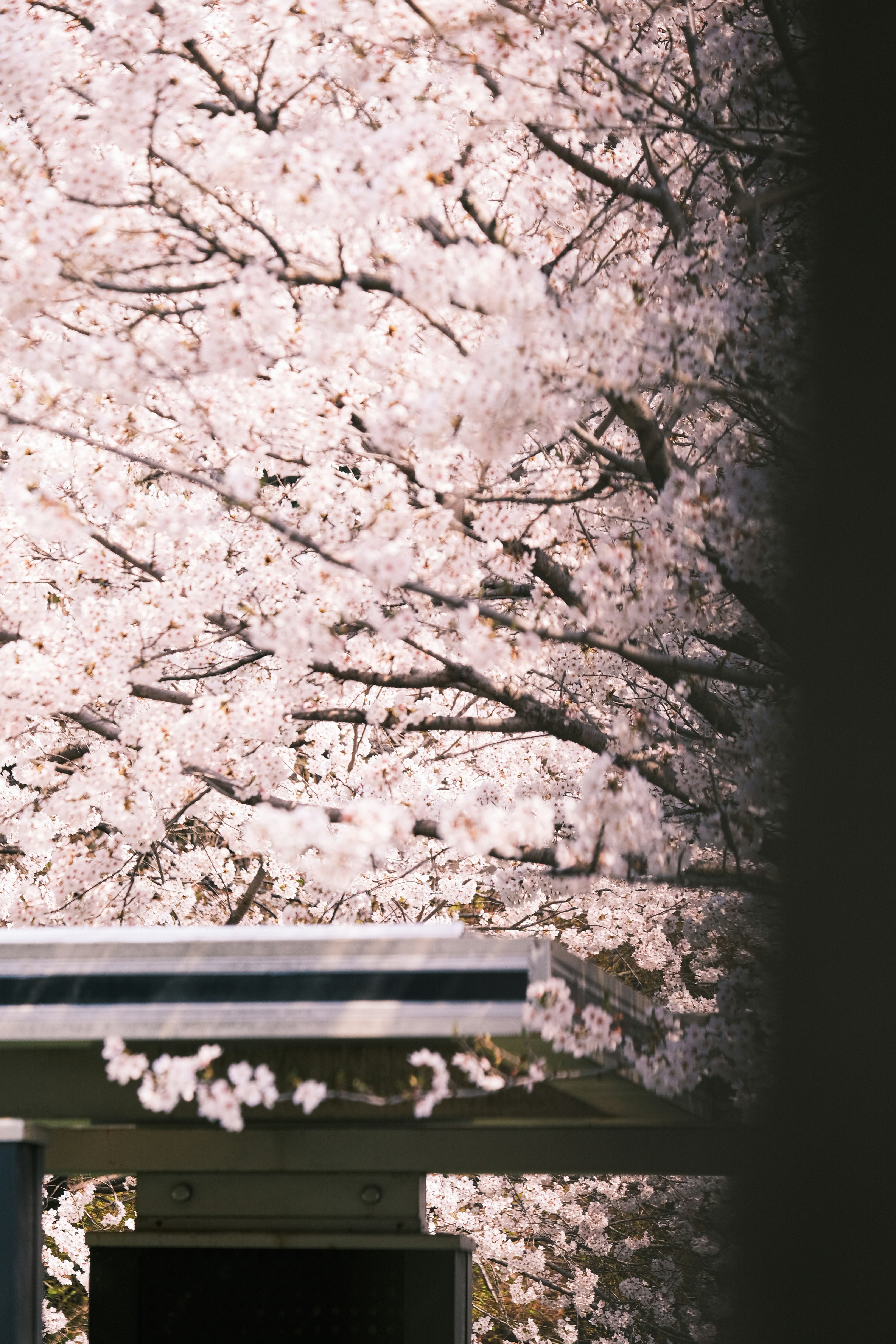 Sakura Canopy Framing a Quiet Bridge