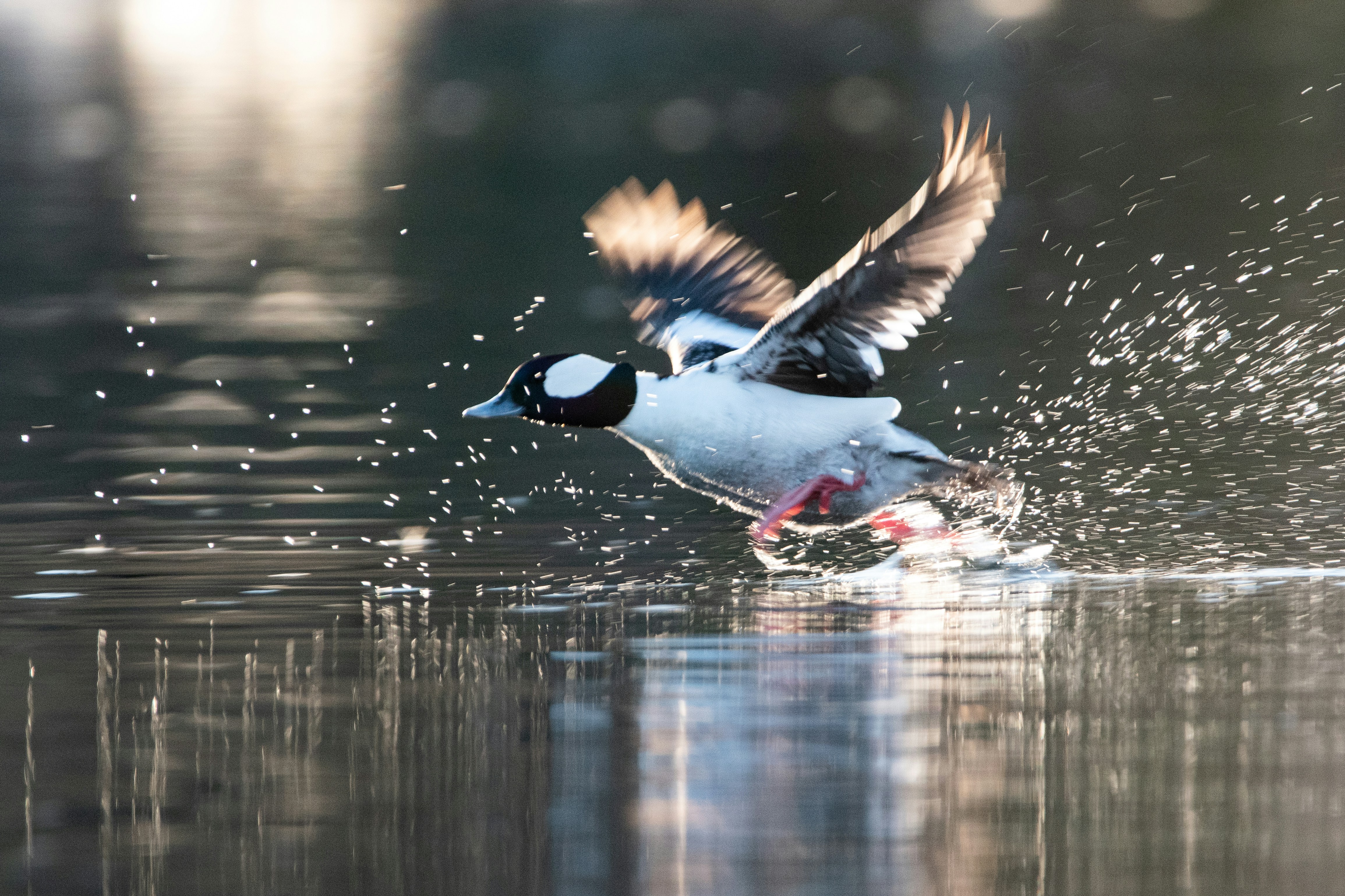 Takeoff Over a Glassy Lake: Waterfowl Breaks Through Spring Spray