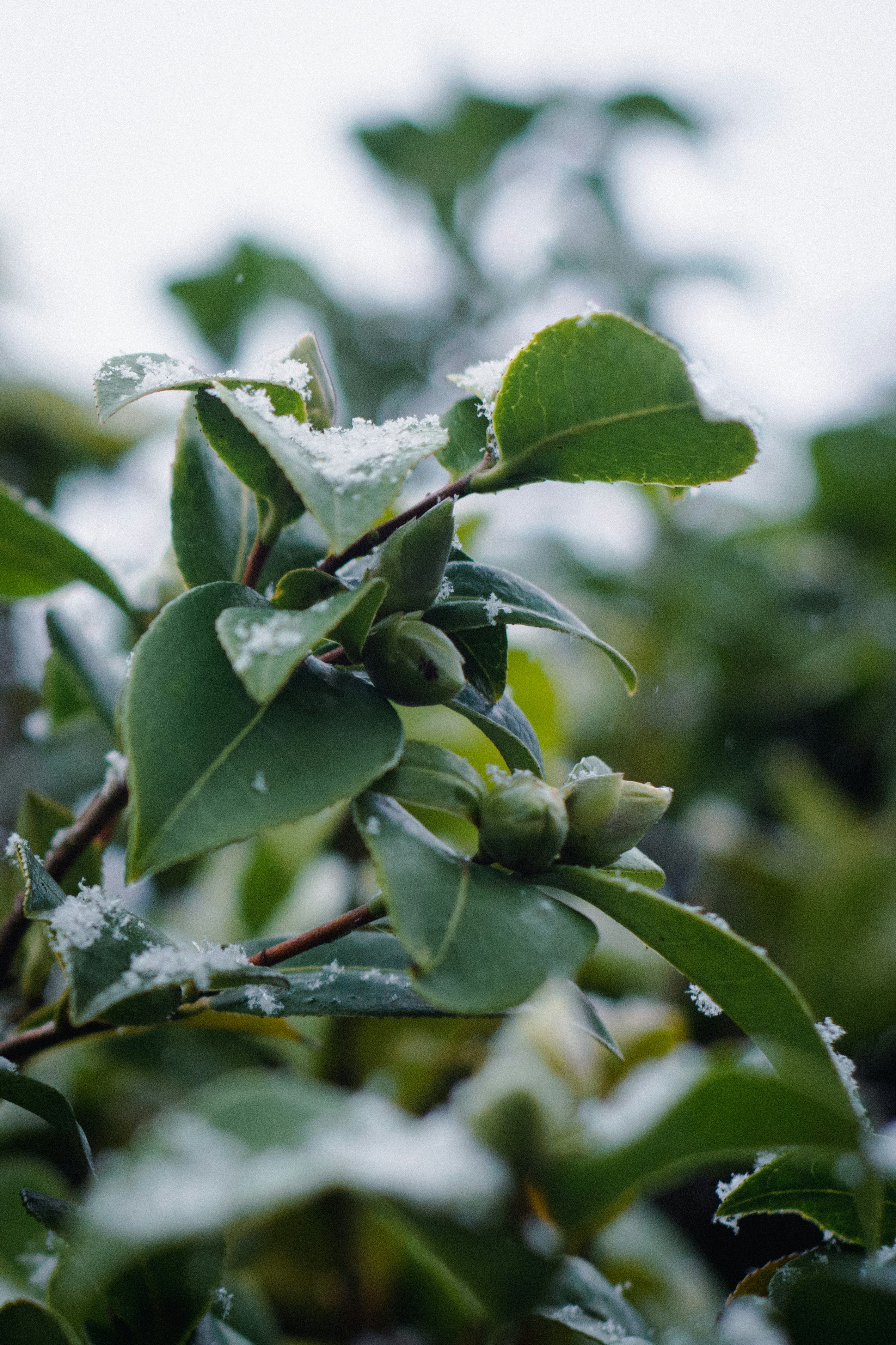 Snow-Dusted Buds on a Quiet Green Branch