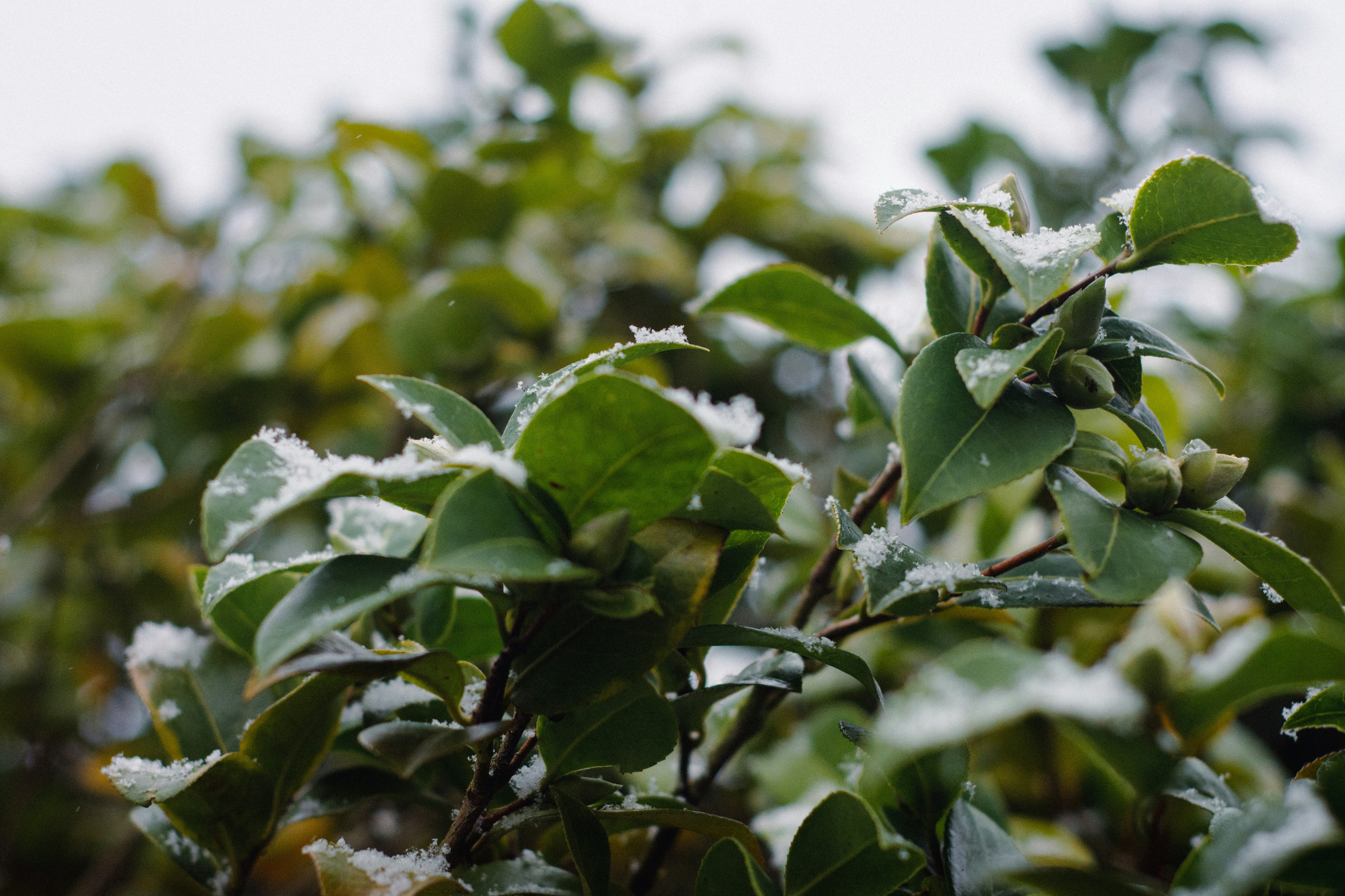 Frost-lace on Evergreen: A Quiet Leaf Portrait