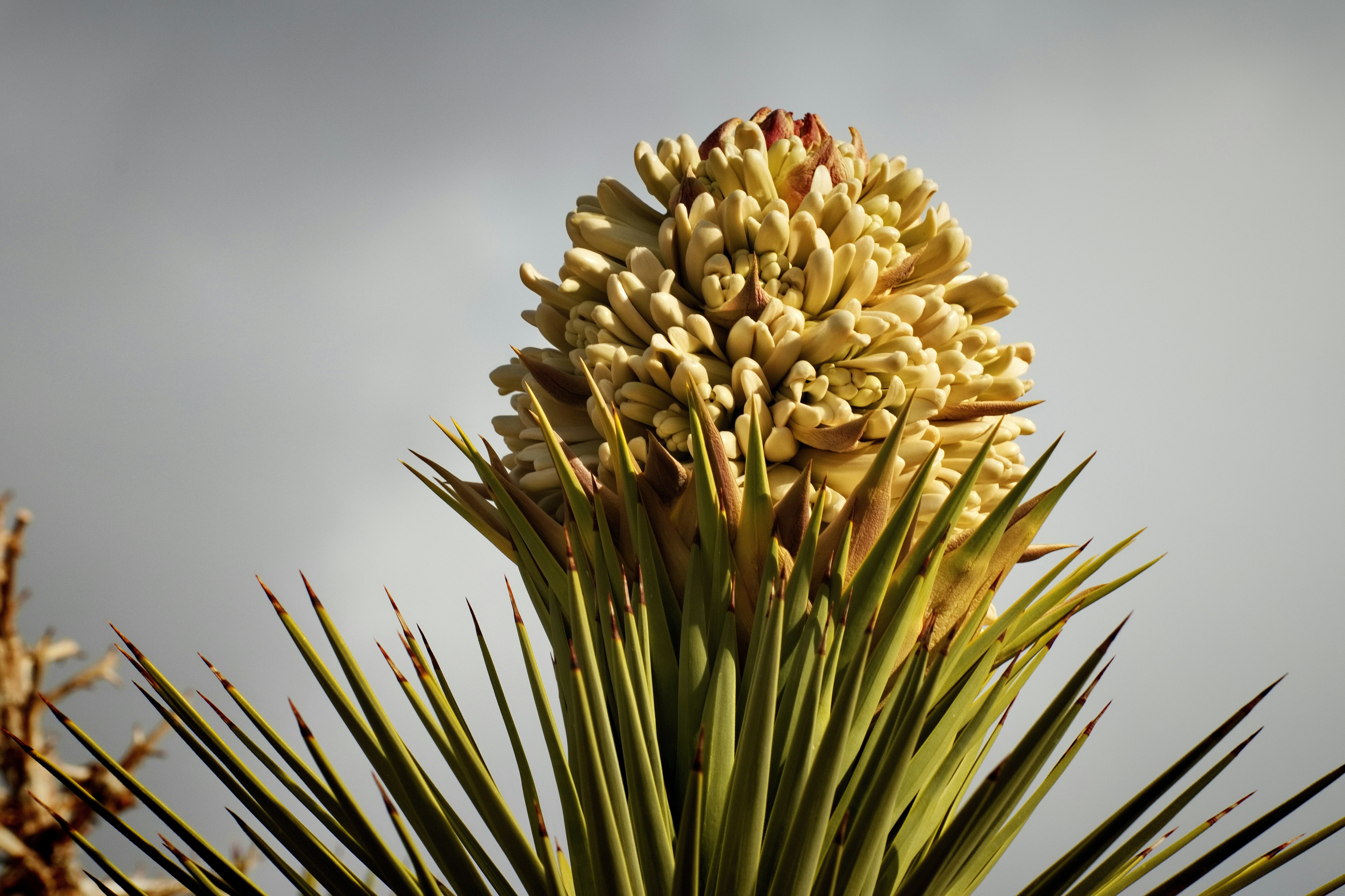 Foto Un primer plano de una flor en una palmera – Imagen Área ...