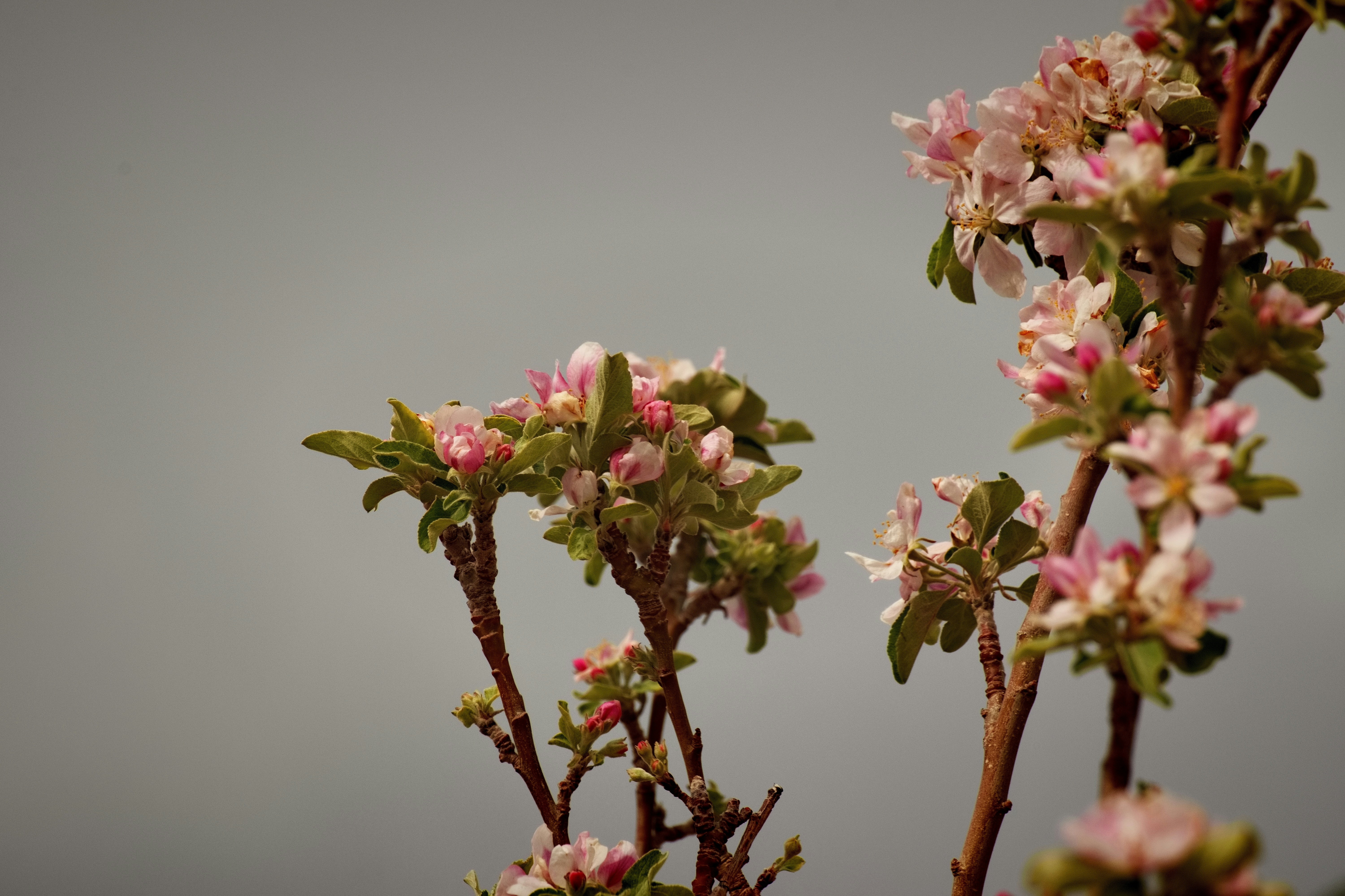 Foto Un primer plano de un árbol con flores rosadas – Imagen Arizona ...