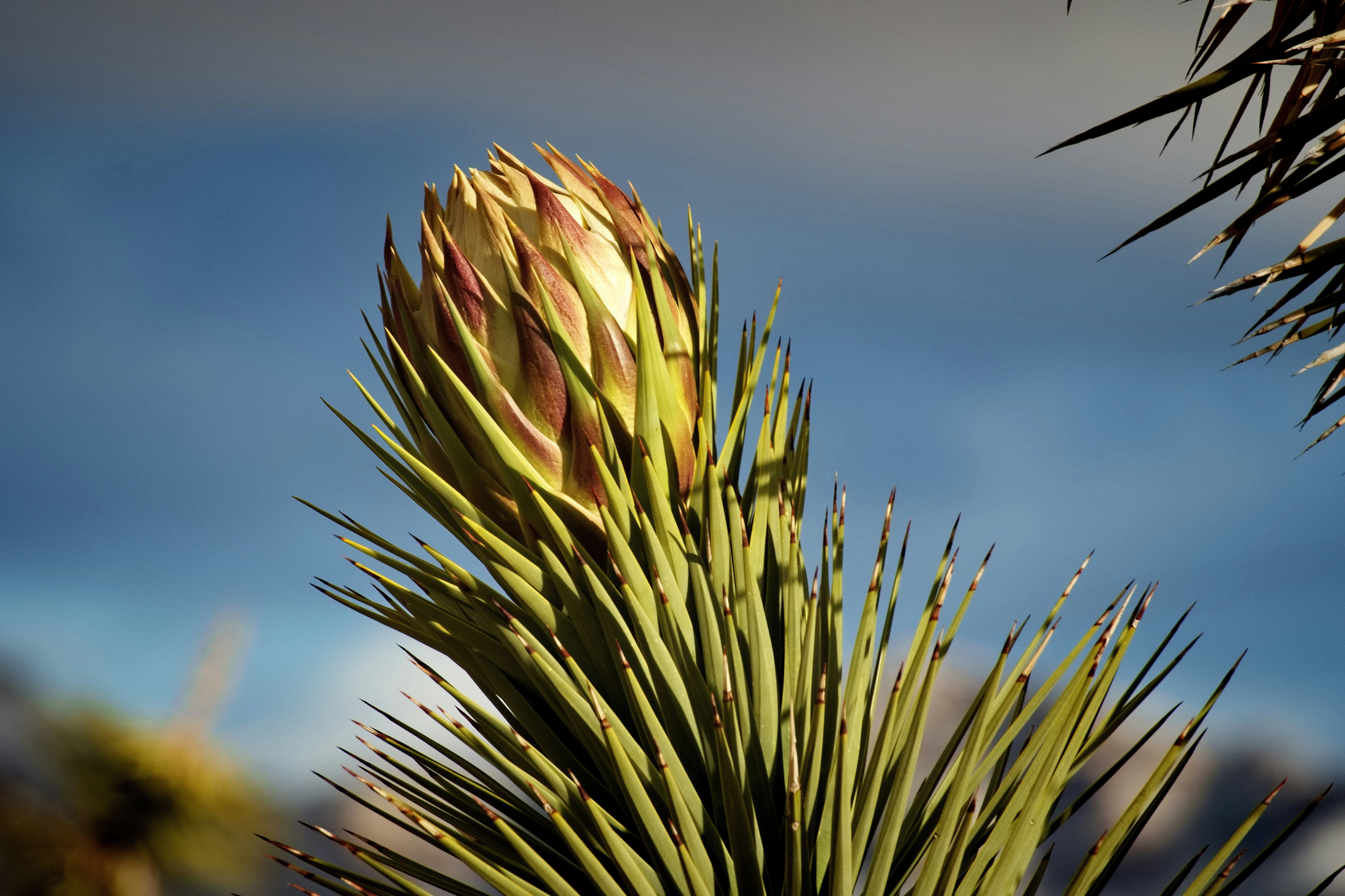 Un primer plano de una planta con un cielo en el fondo foto – Imagen de ...