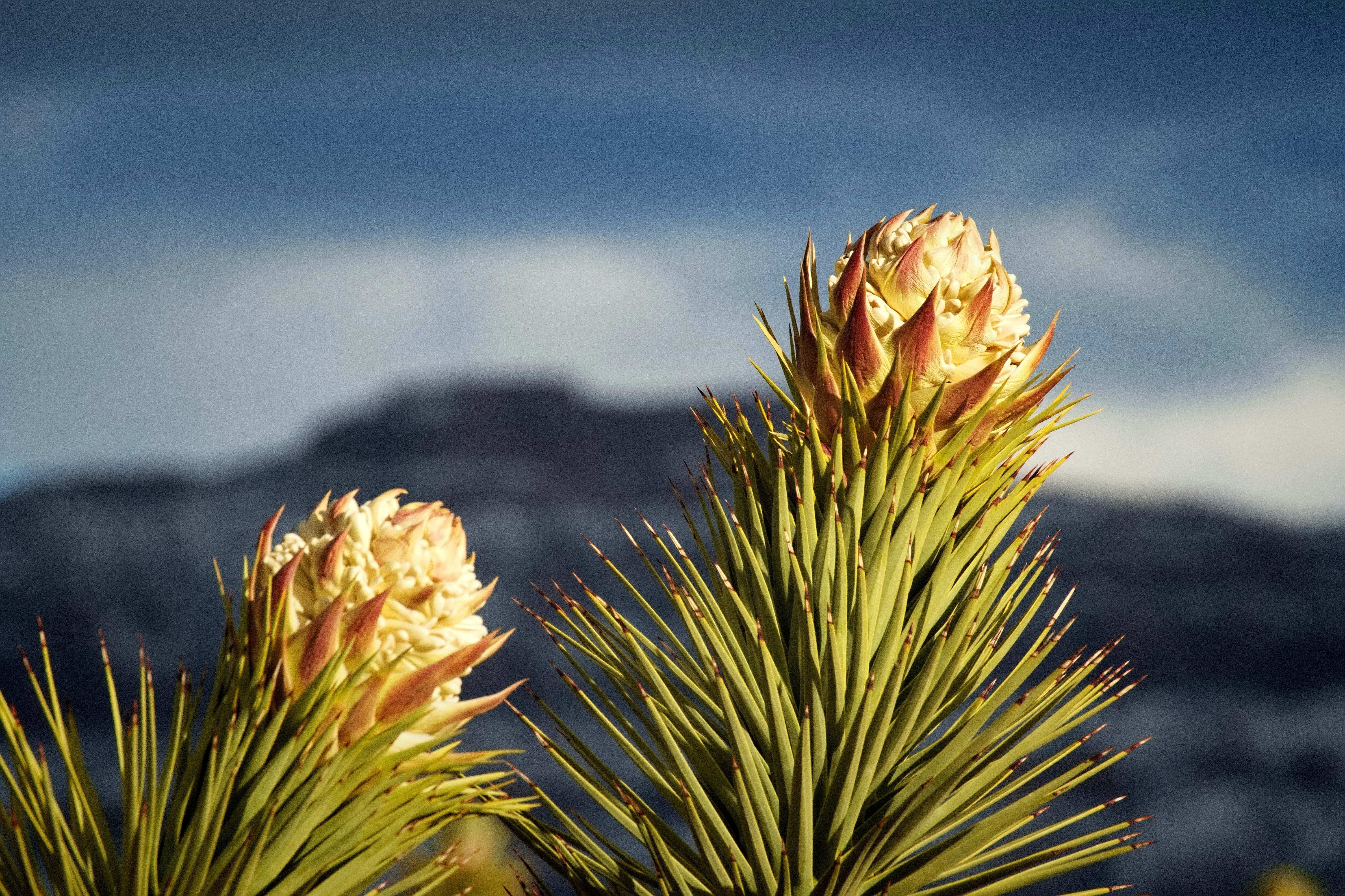 Foto Un primer plano de una planta con una montaña al fondo – Imagen ...