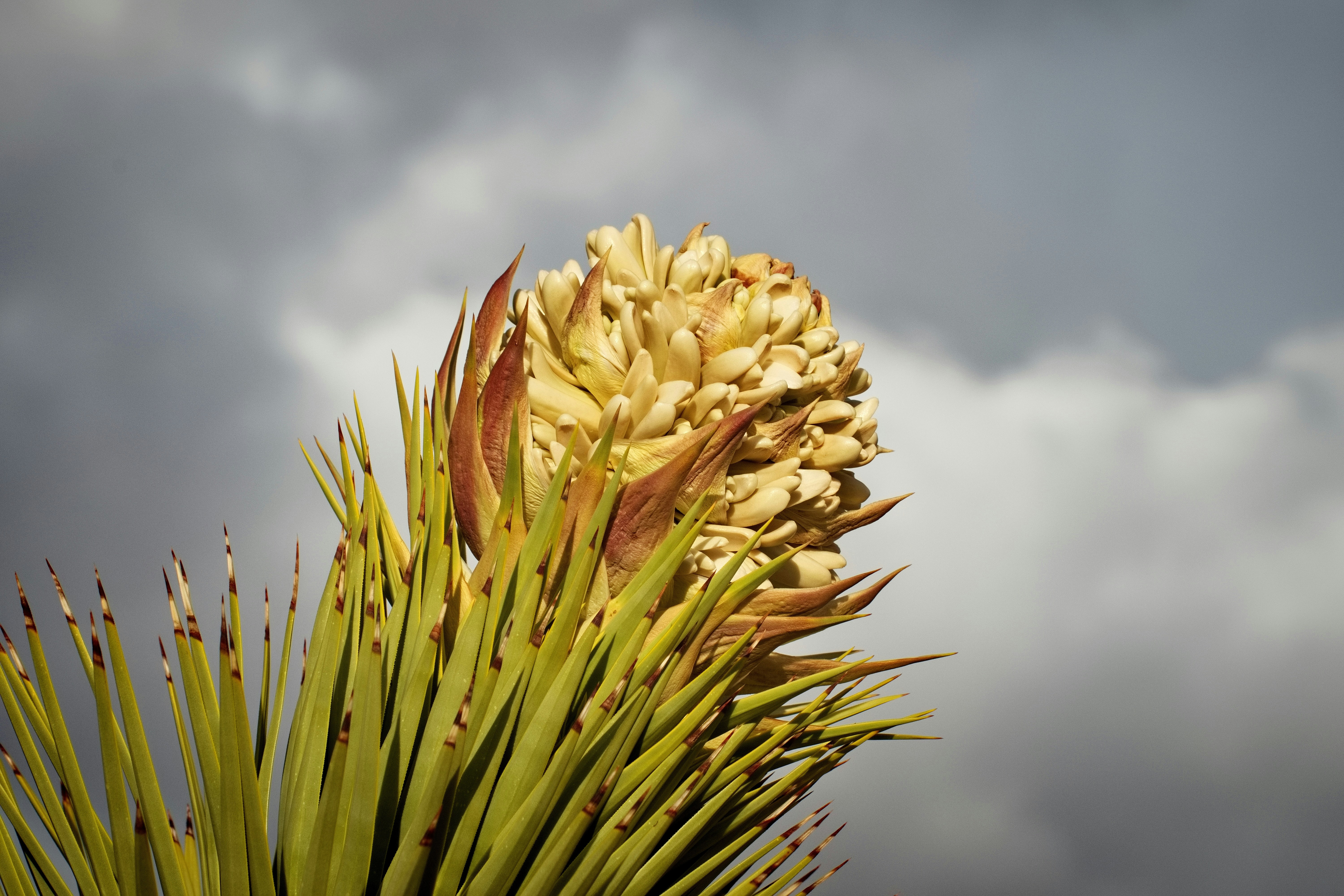 Foto Un primer plano de una planta con nubes en el fondo – Imagen ...