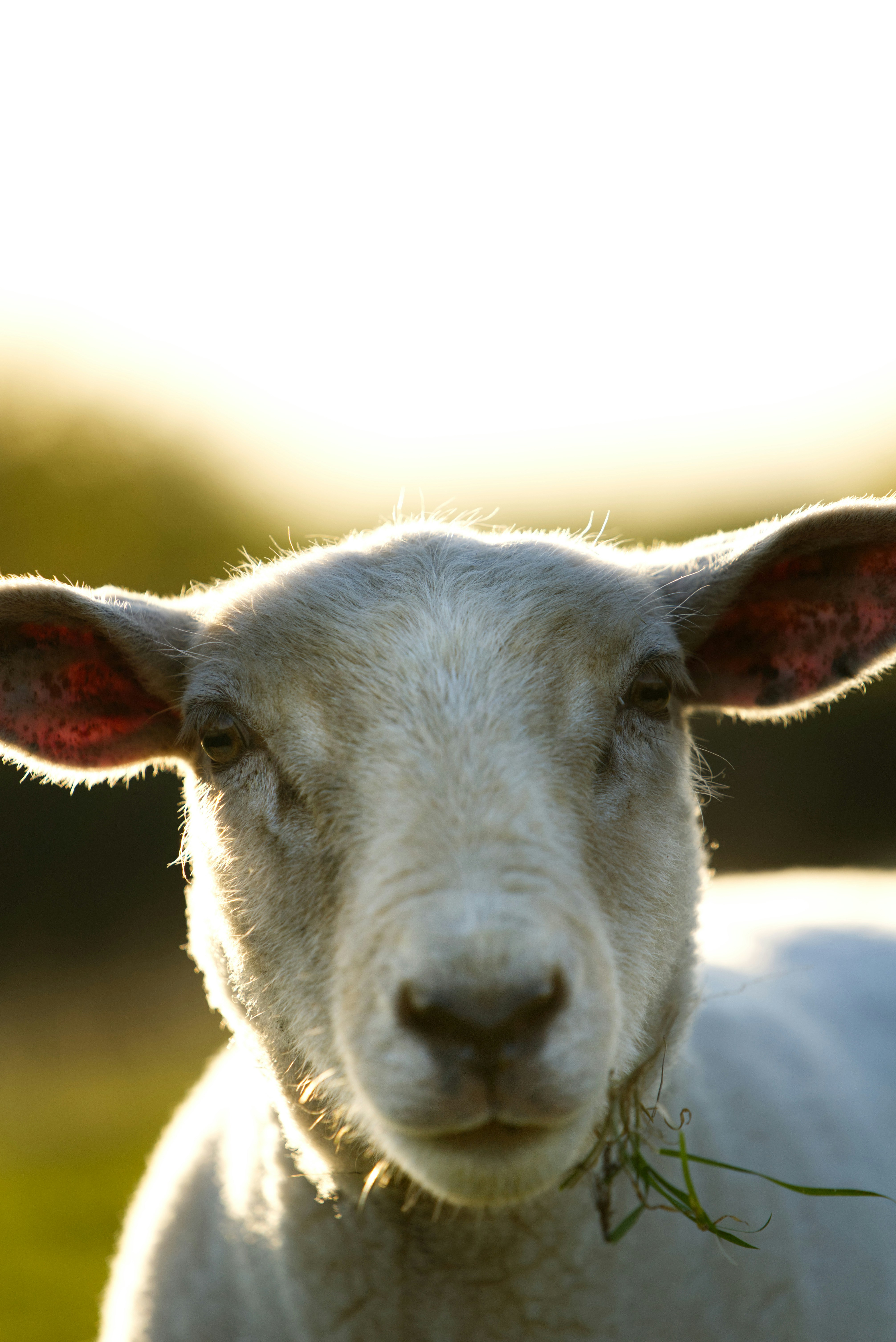 A close up of a sheep with grass in its mouth photo – Free Sheep Image ...