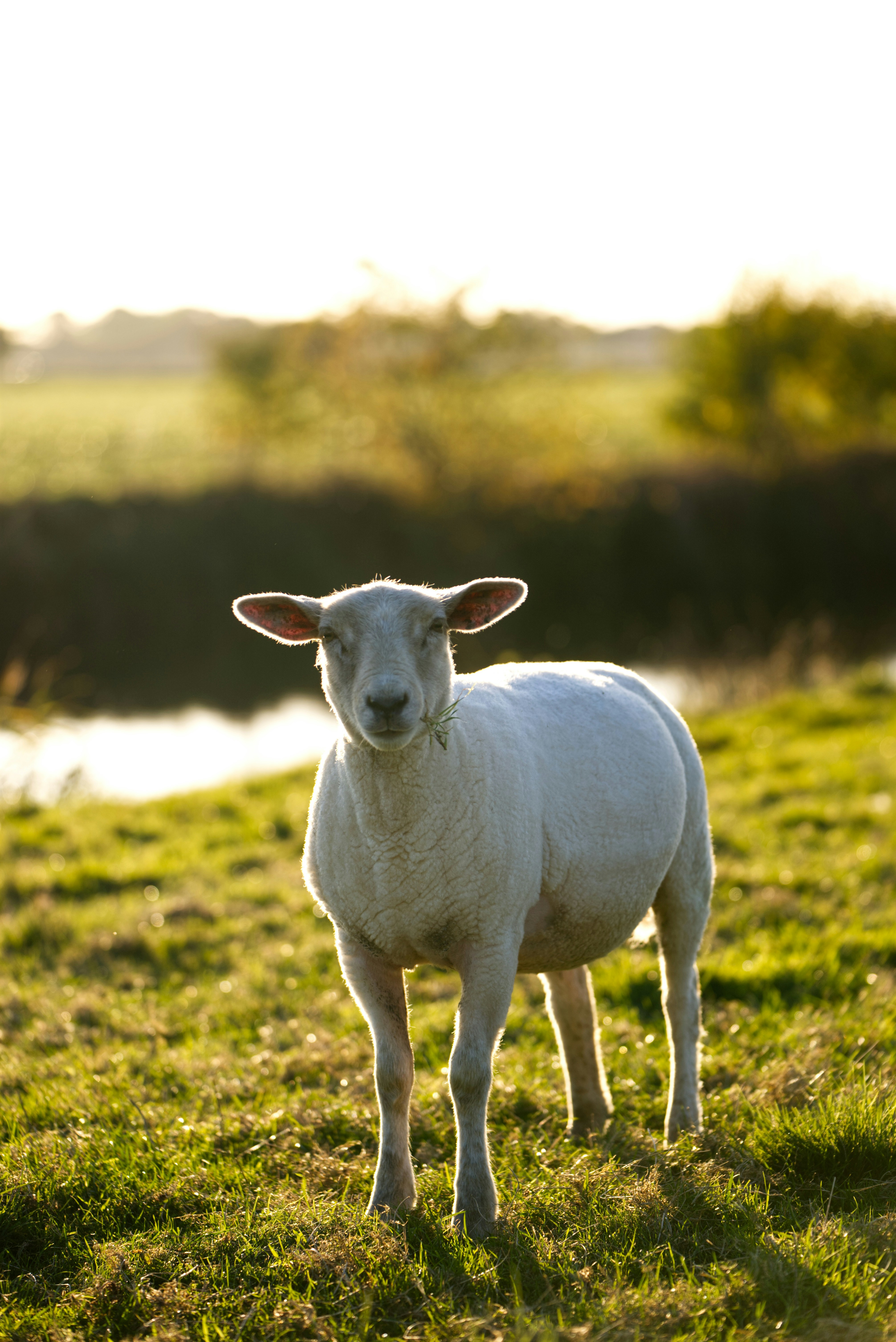 A white sheep standing in a grassy field photo – Free Sheep Image on ...