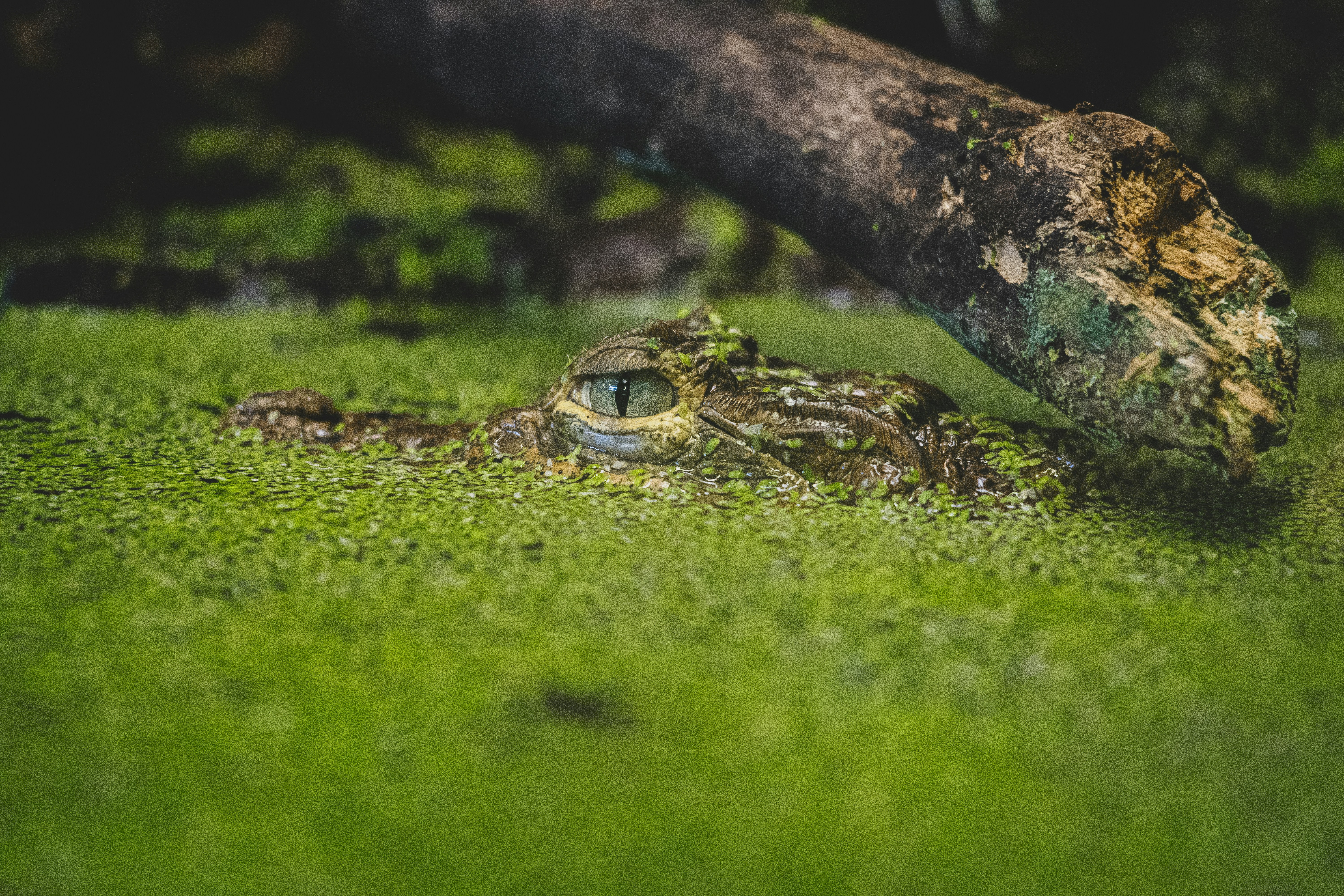 A frog that is laying down in the grass photo – Free Uk Image on Unsplash