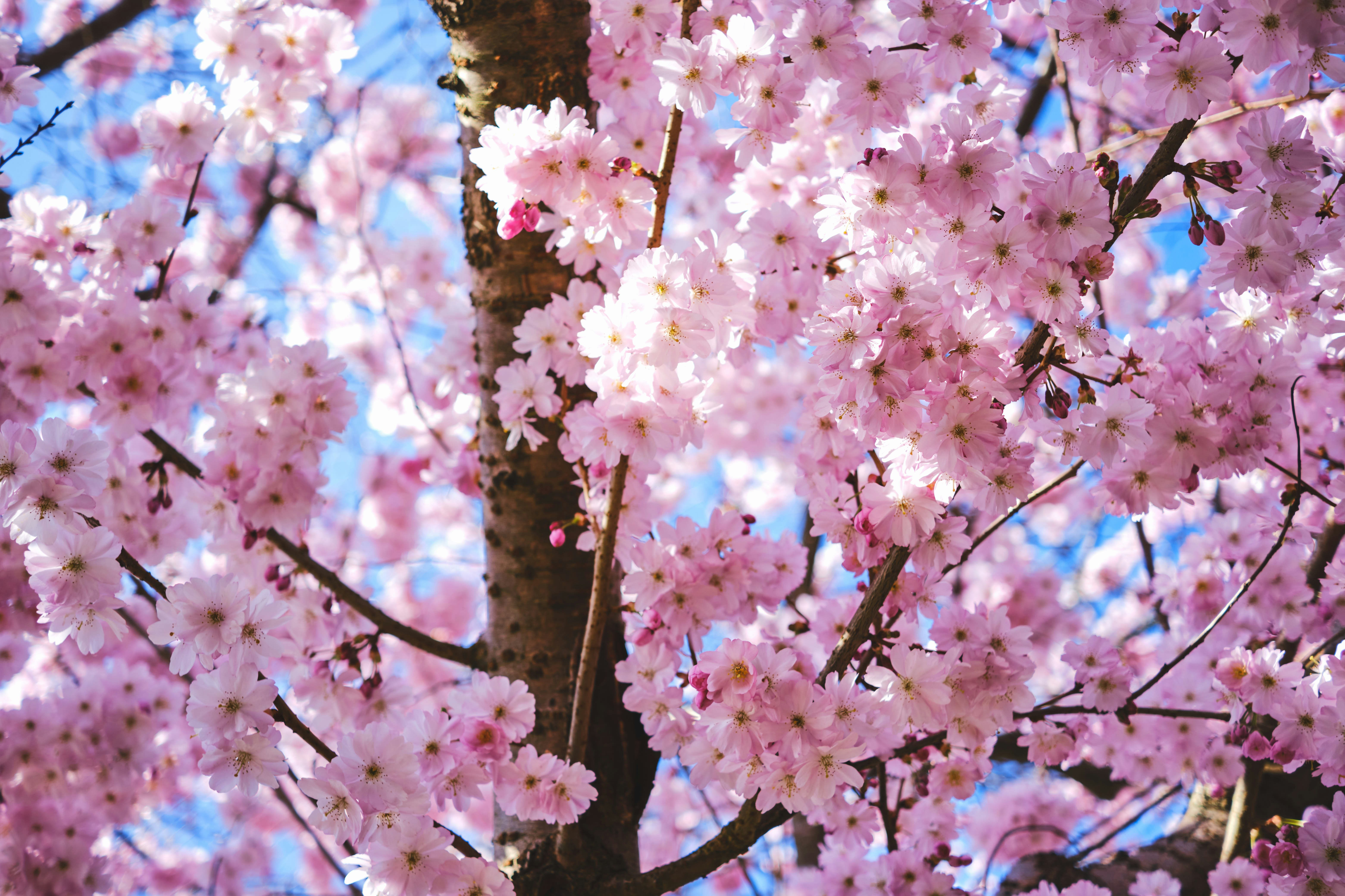 A tree filled with lots of pink flowers photo – Free Blumen Image on ...