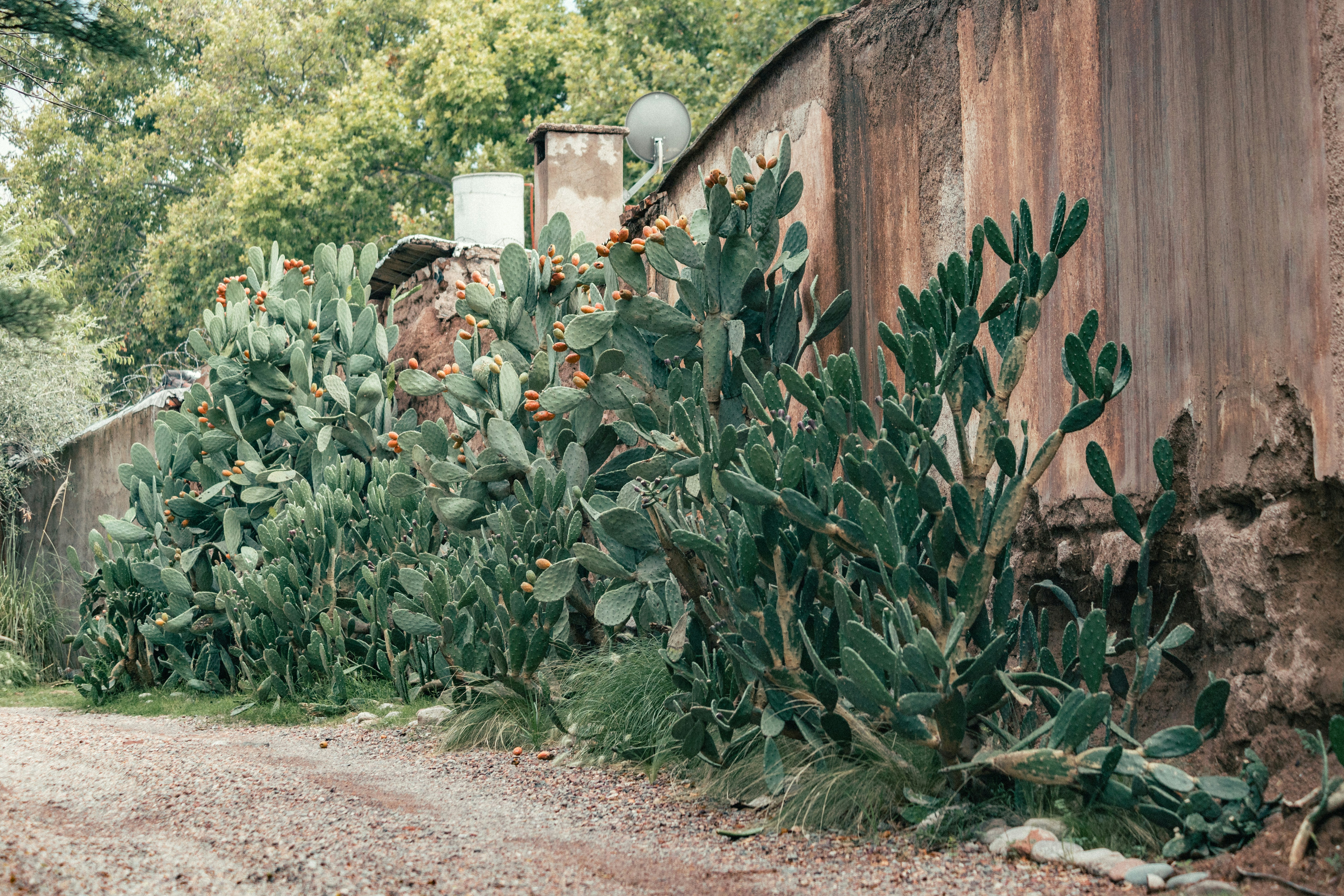 Cacti lining a rustic dirt road beside a weathered stone wall under lush greenery.