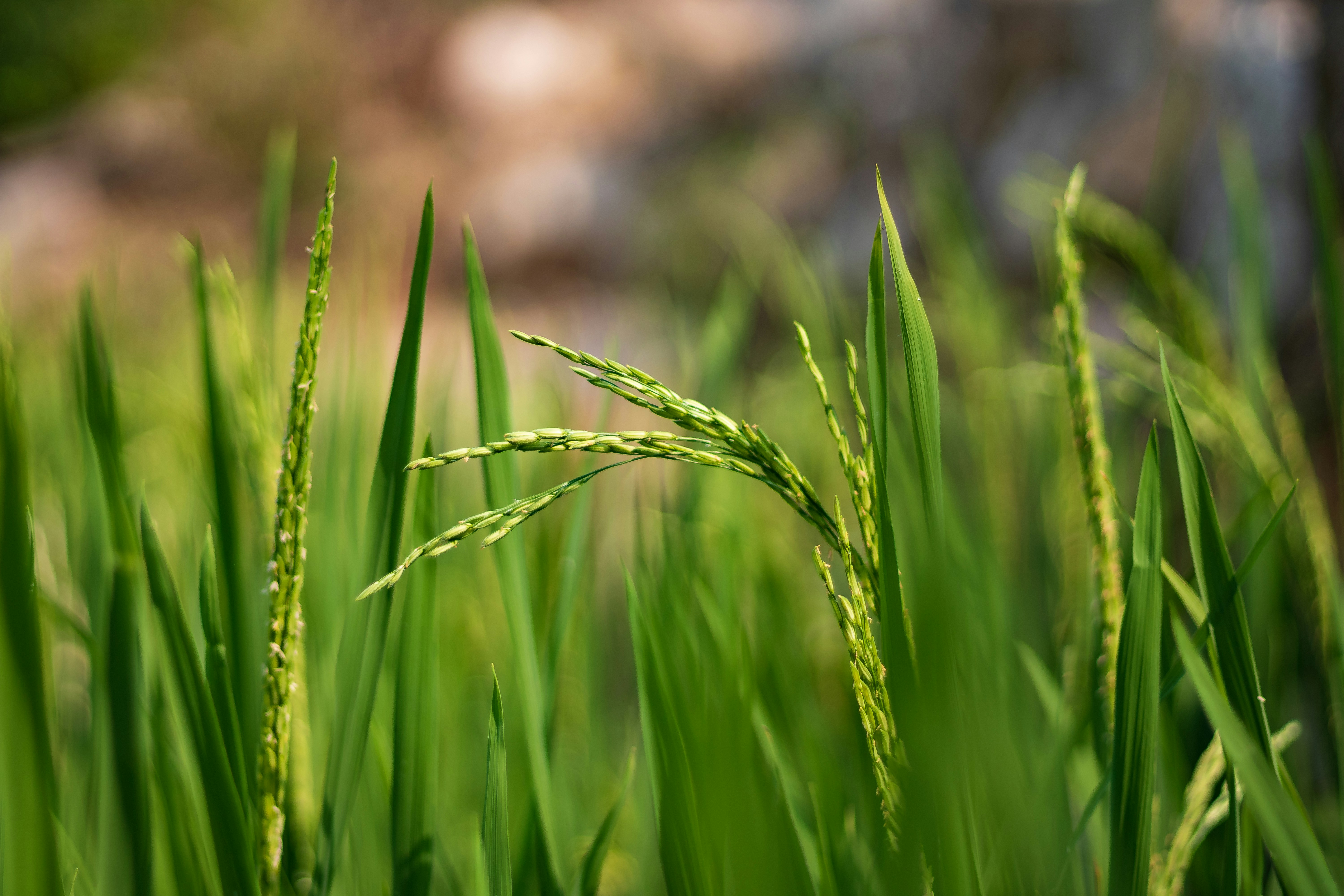 Close-up of rice grains swaying gently among vibrant green stalks, highlighting the beauty of agricultural growth.