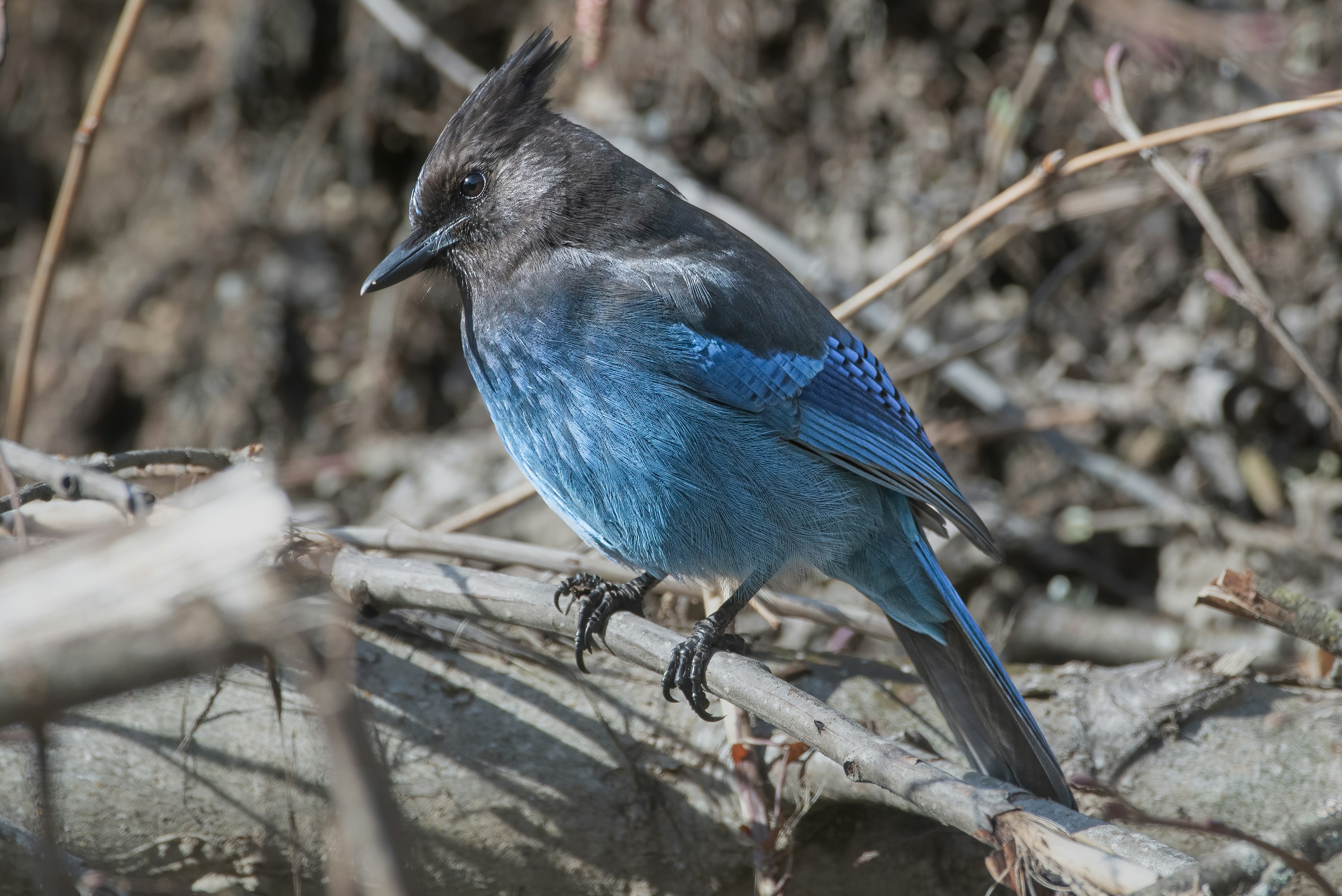 Stellar's Jay perched on a branch, showcasing its striking blue plumage against a blurred natural background.