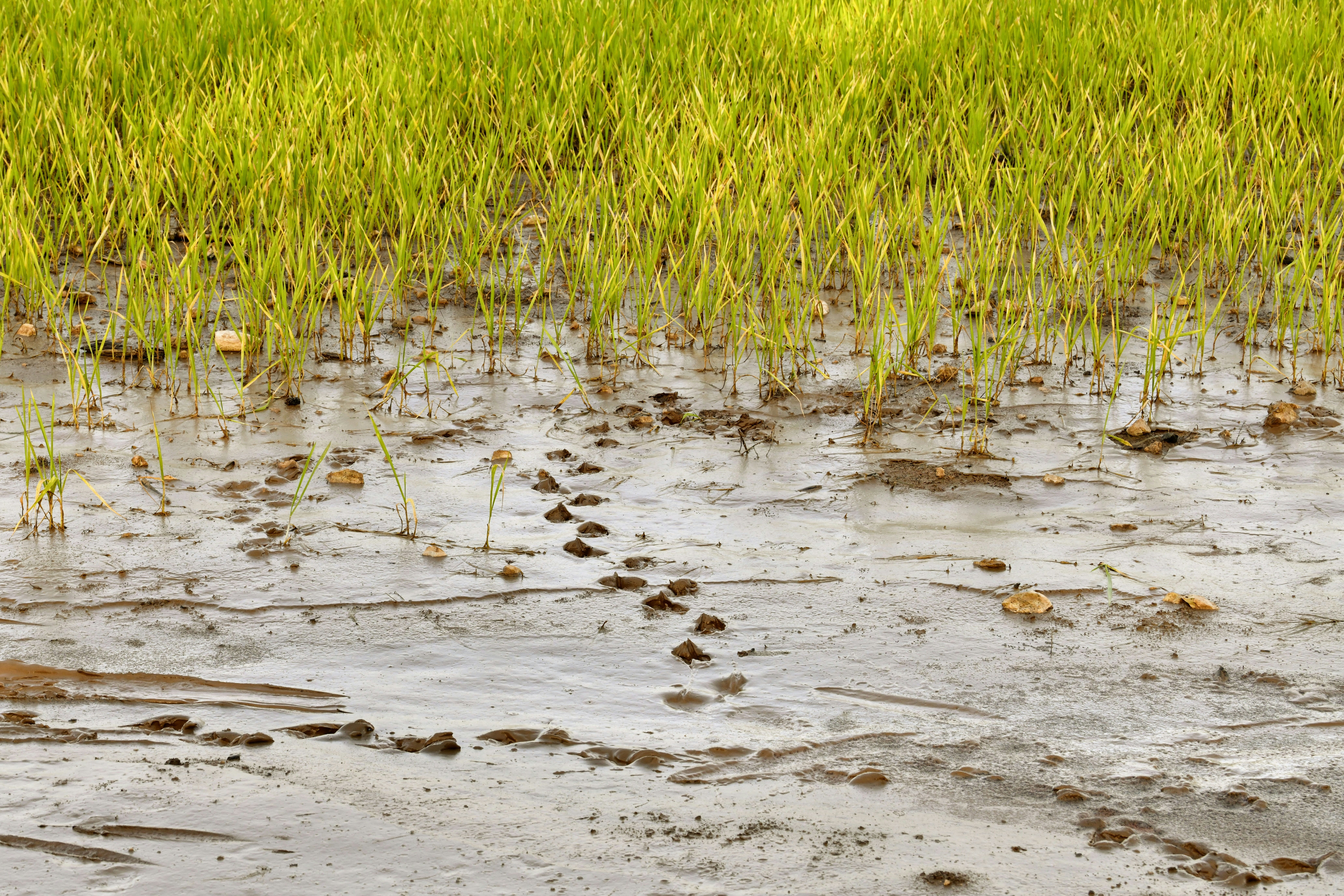 A field of green grass with mud and water photo – Free Nature Image on ...