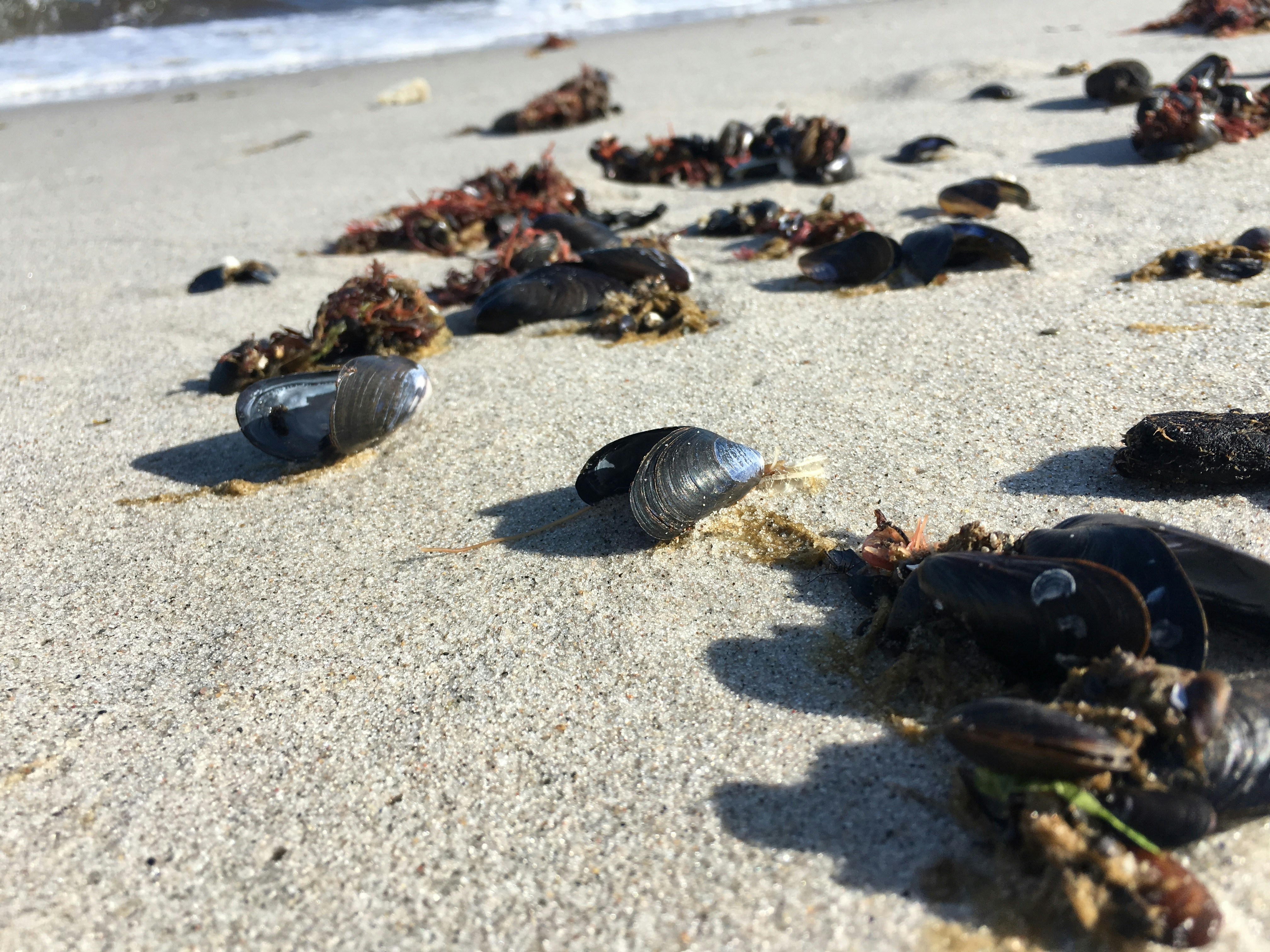Assorted shells and seaweed scattered across sandy beach, highlighting the treasures left by the receding tide.