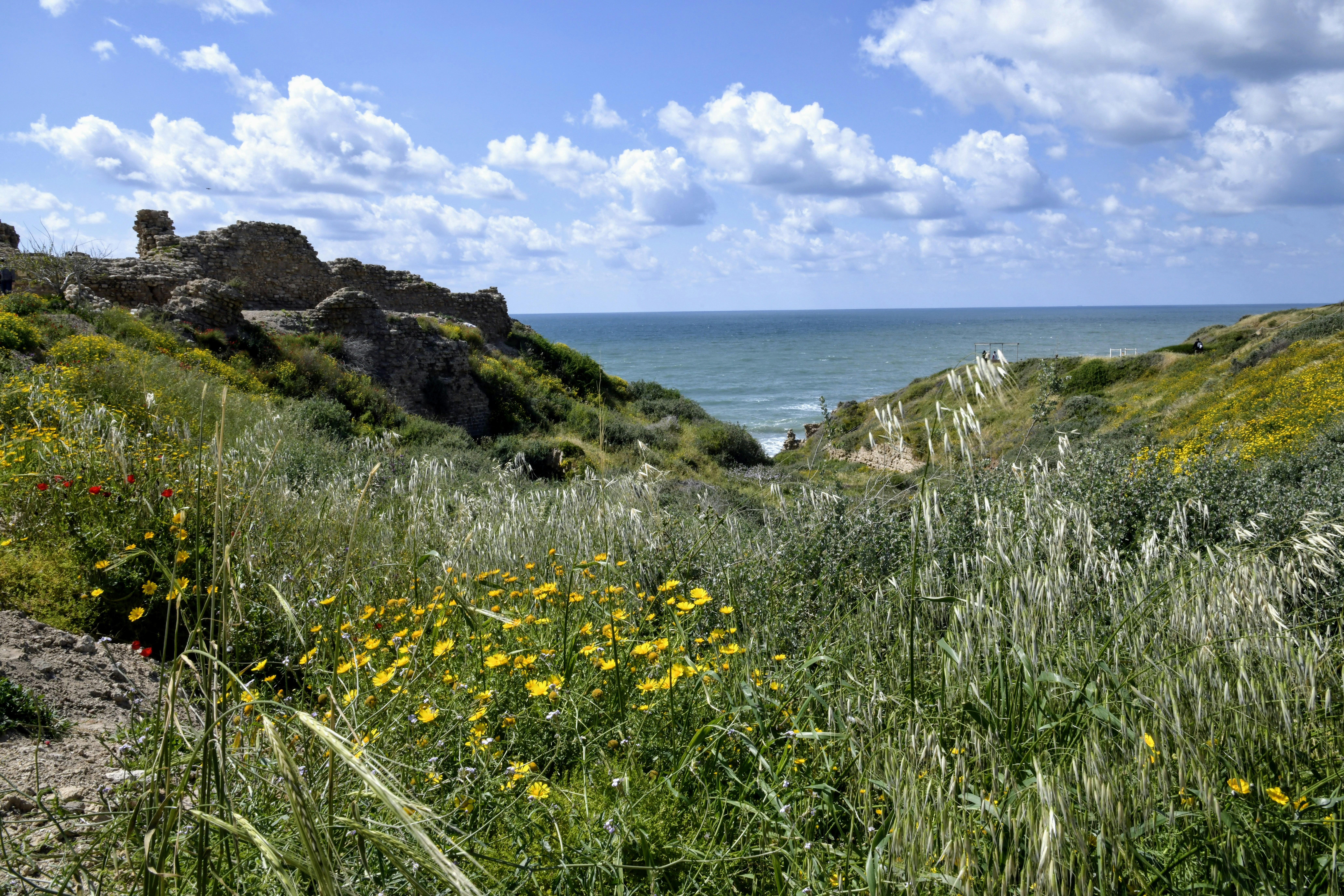 Golden Wildflowers at the Cliffside Coastal Vista