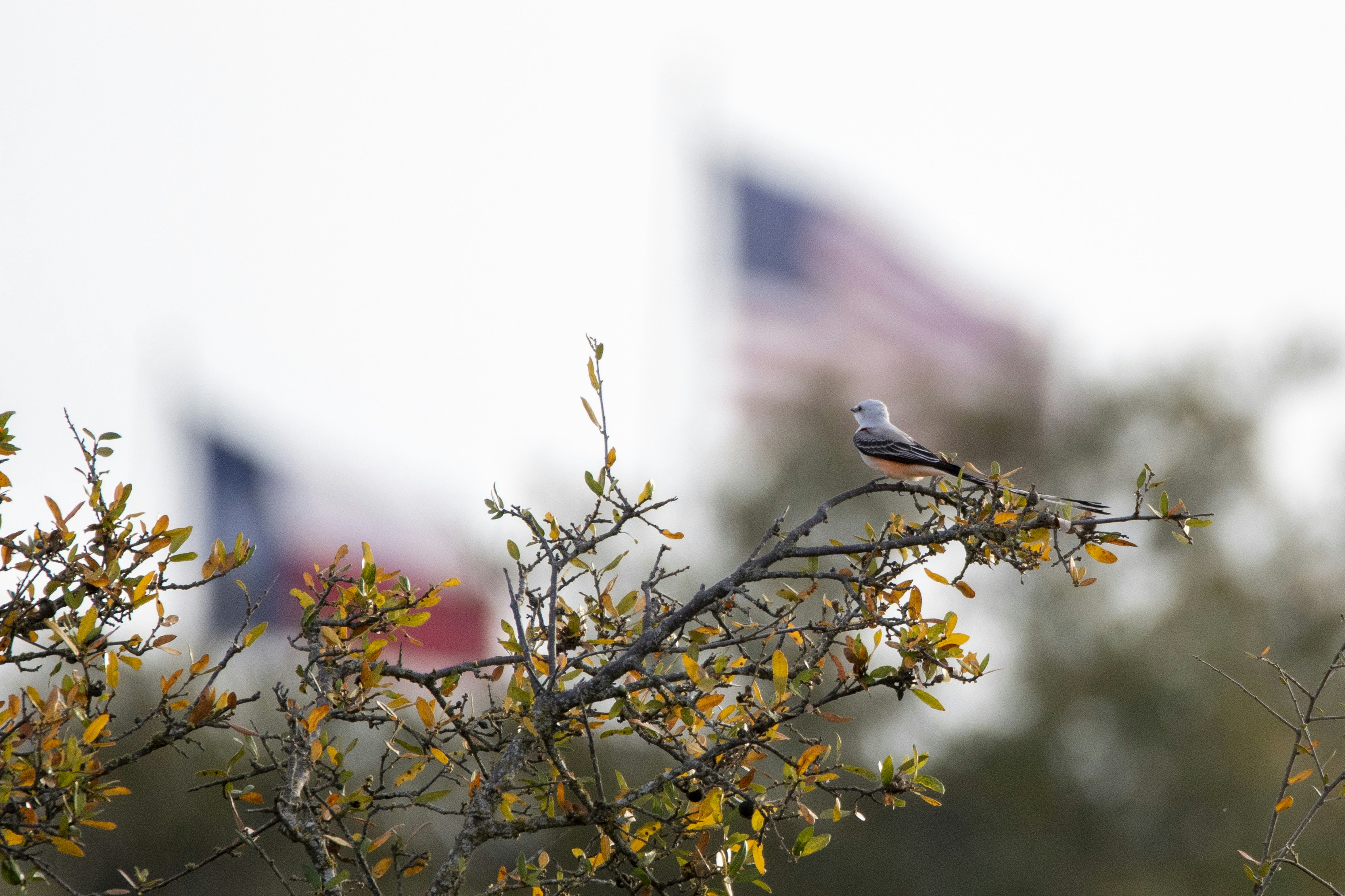 Muted Warble on a Branch with Blurred Flag Backdrop