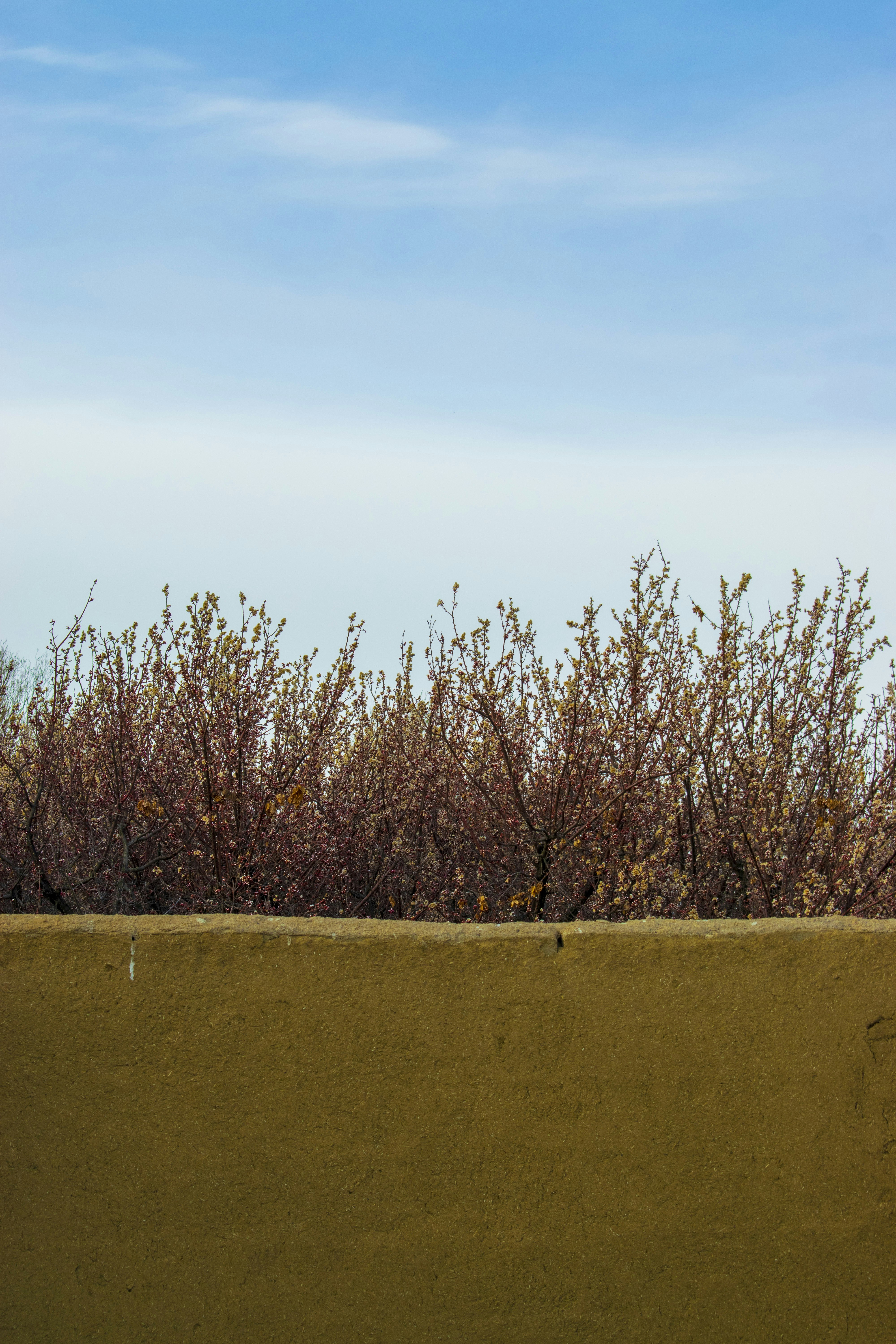 Horizon of Blooming Branches Over a Golden Wall