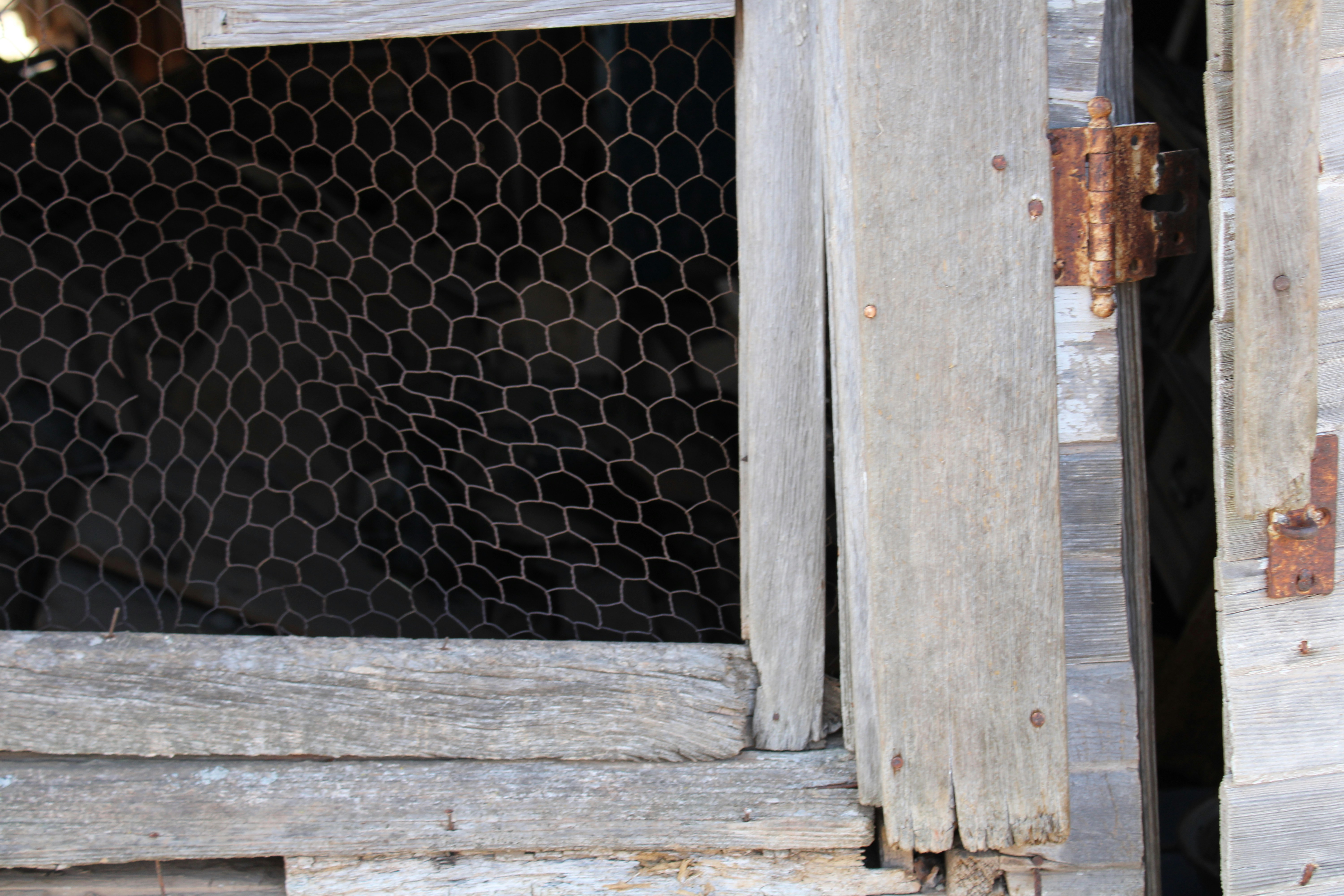 Weathered Lattice: Sunlight Traces Through Chicken Wire on a Barn Corner