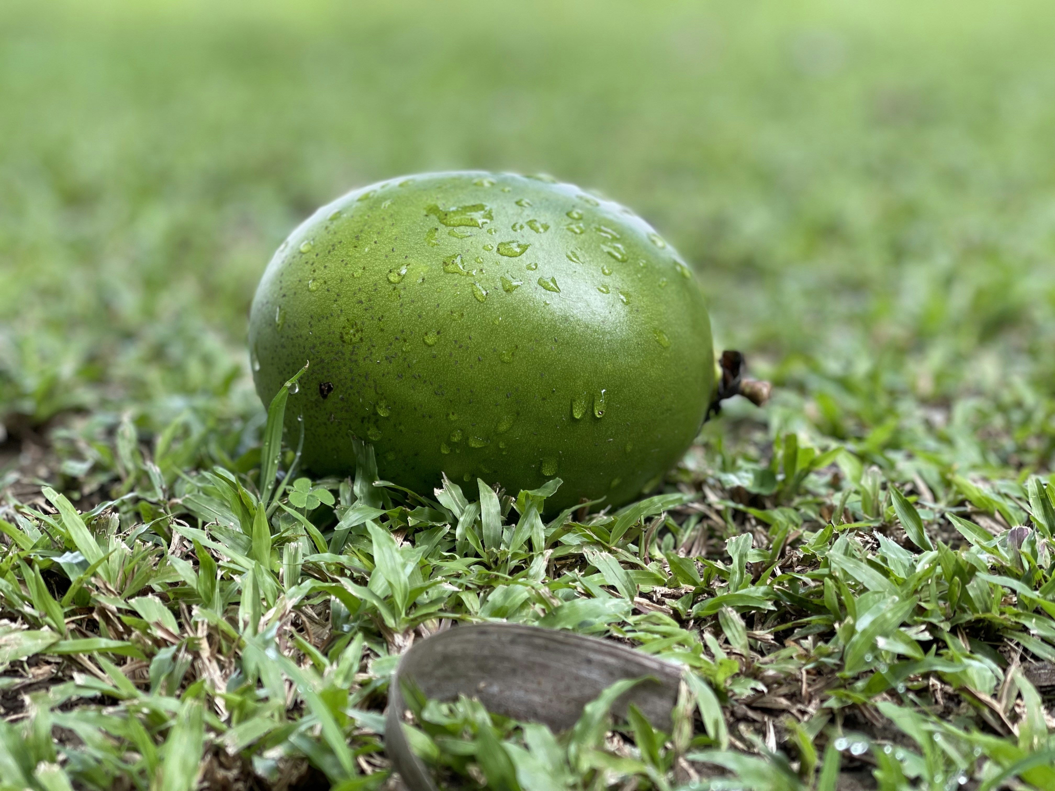 Dew-Crowned Green Fruit on Grass: A Quiet Texture Portrait