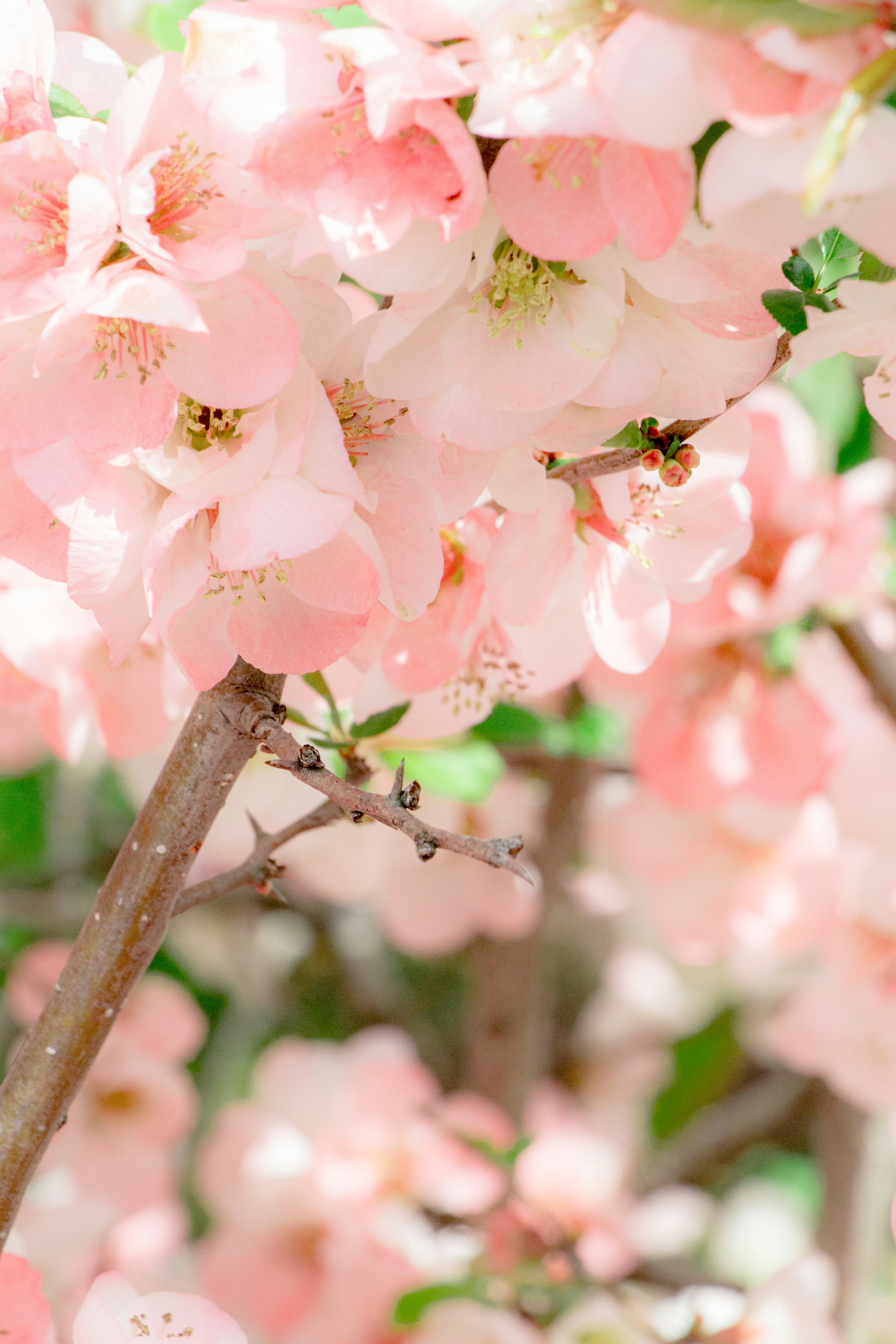Petal Chorus in Gentle Spring Light