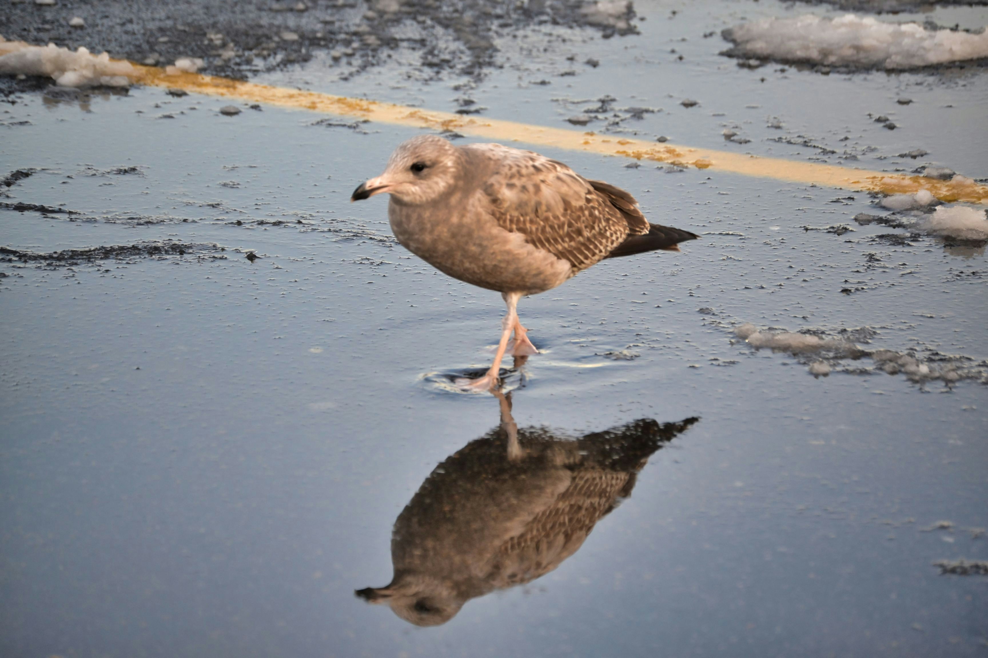 A Bird reflection 