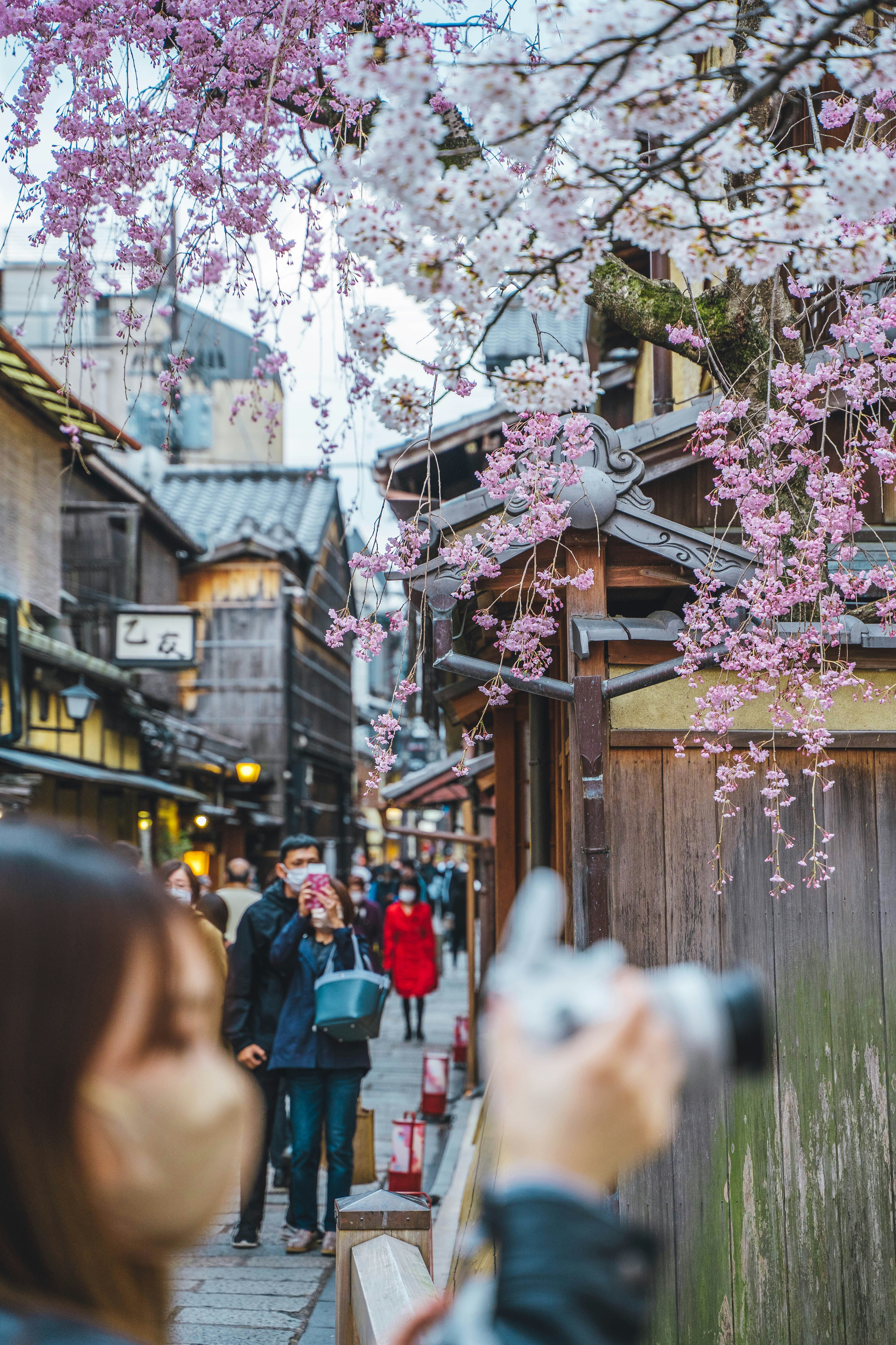 Cherry blossoms frame a bustling street scene, where a photographer captures the essence of spring in a historic town.