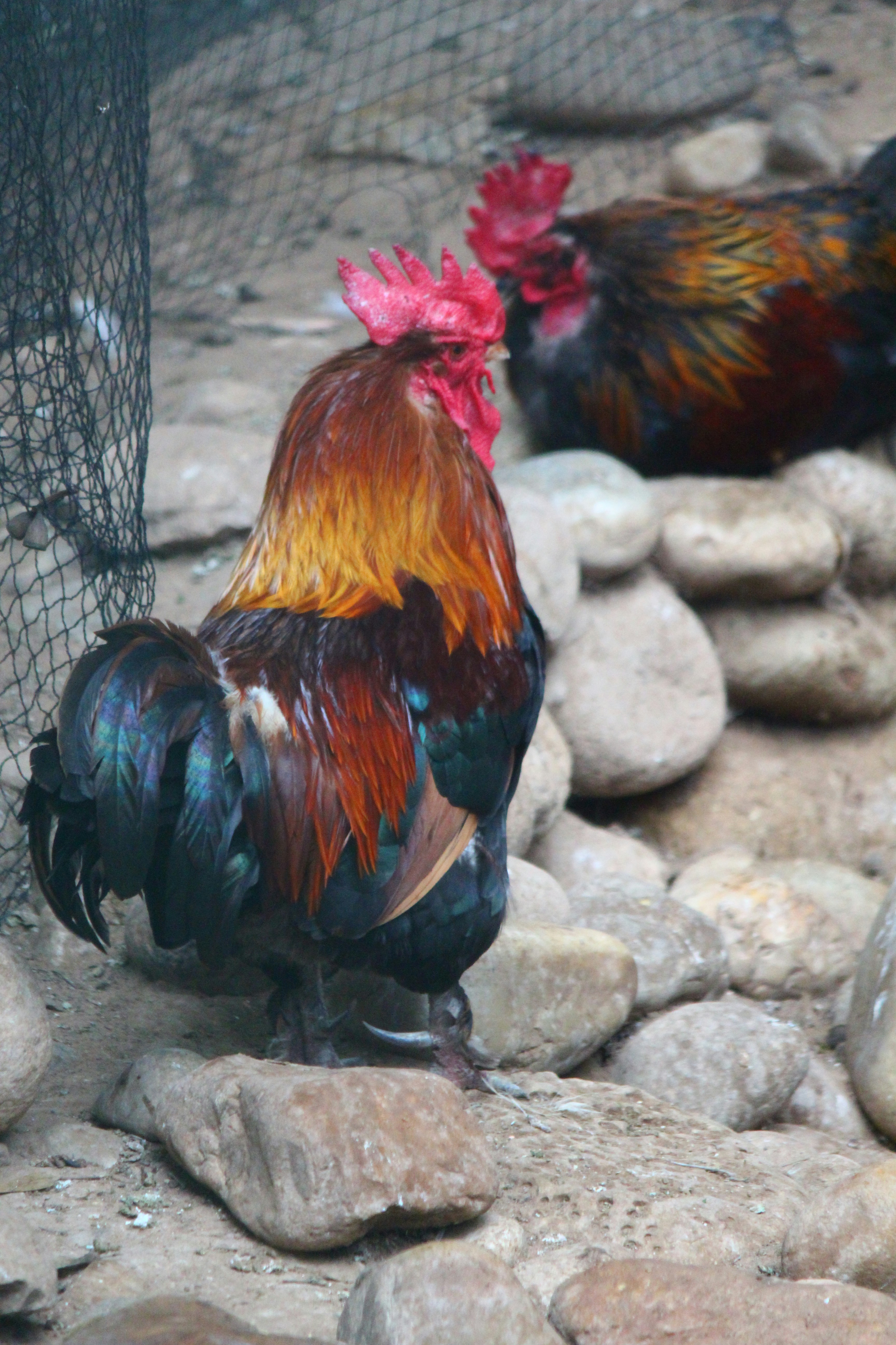 a couple of chickens standing on top of a pile of rocks