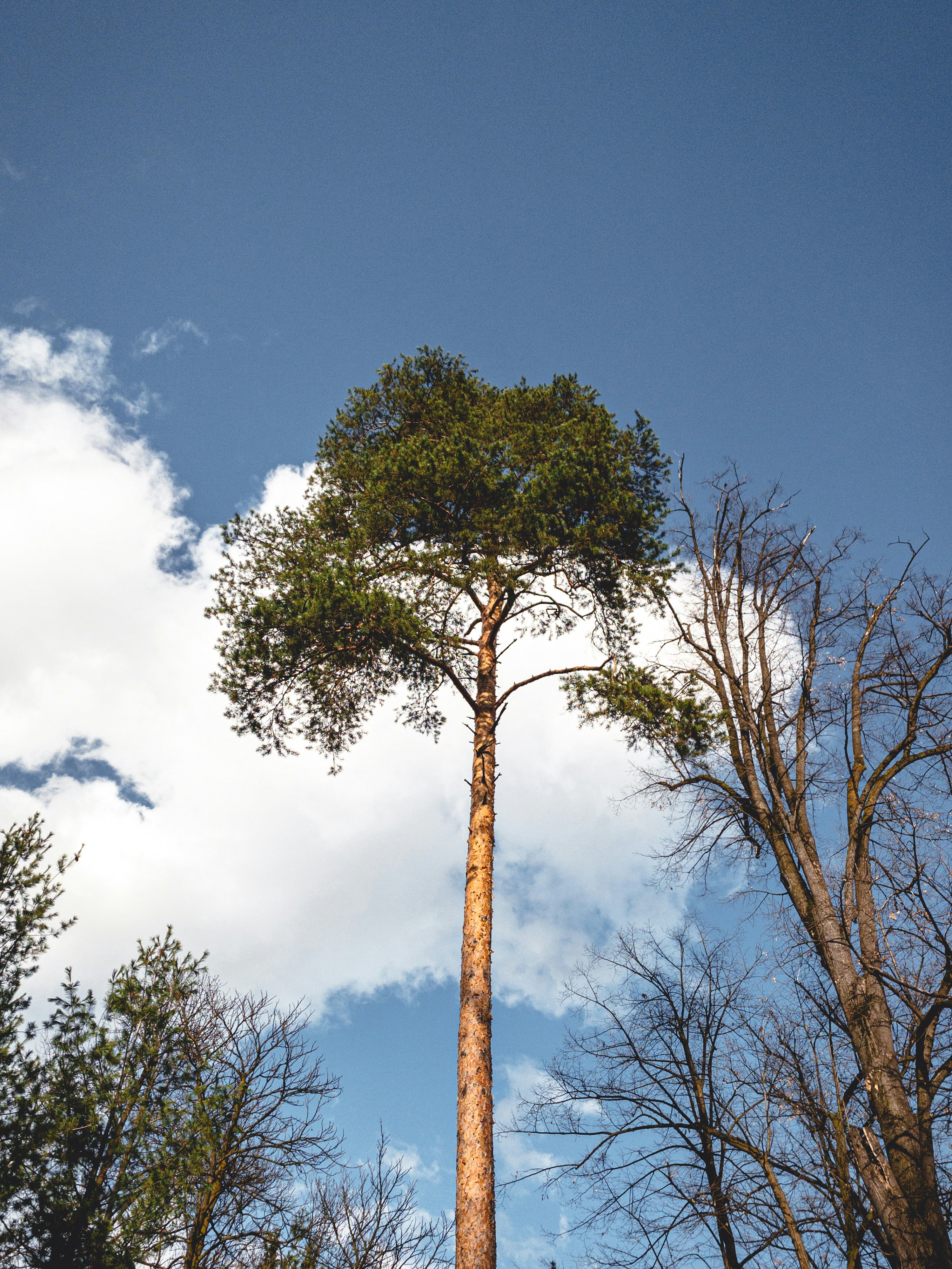 A tall tree standing in the middle of a forest photo – Free Parcul ...