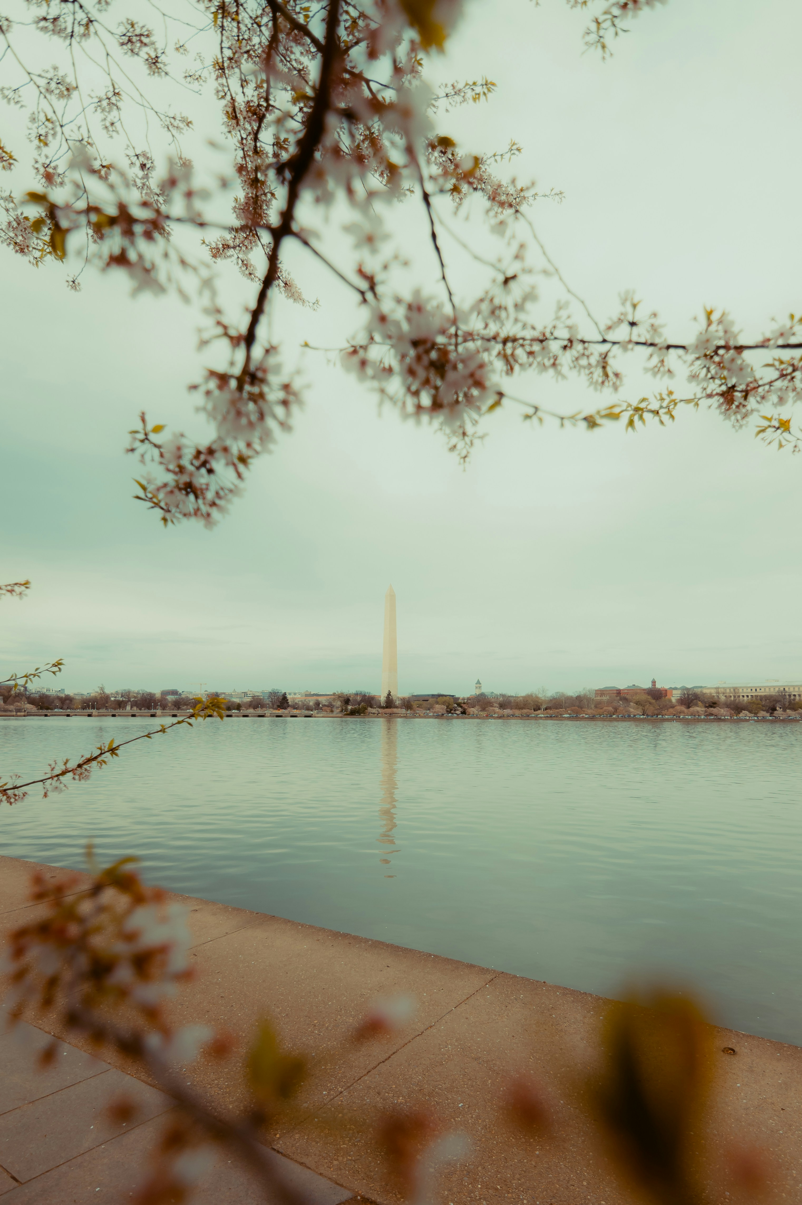 Framed Monument: Washington Monument through spring branches over the Potomac