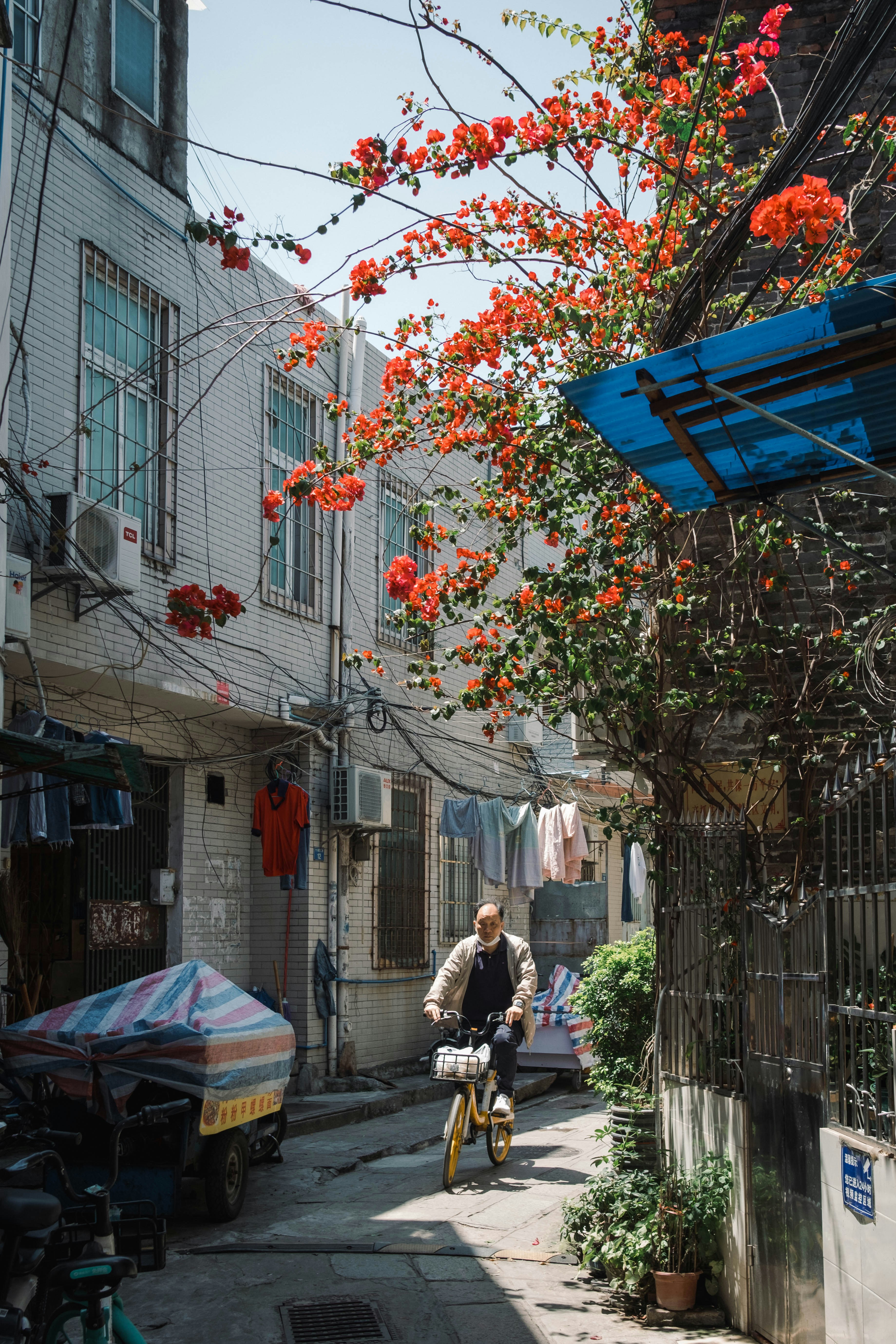 Red Bougainvillea Overpass on a Sunlit Alley Ride