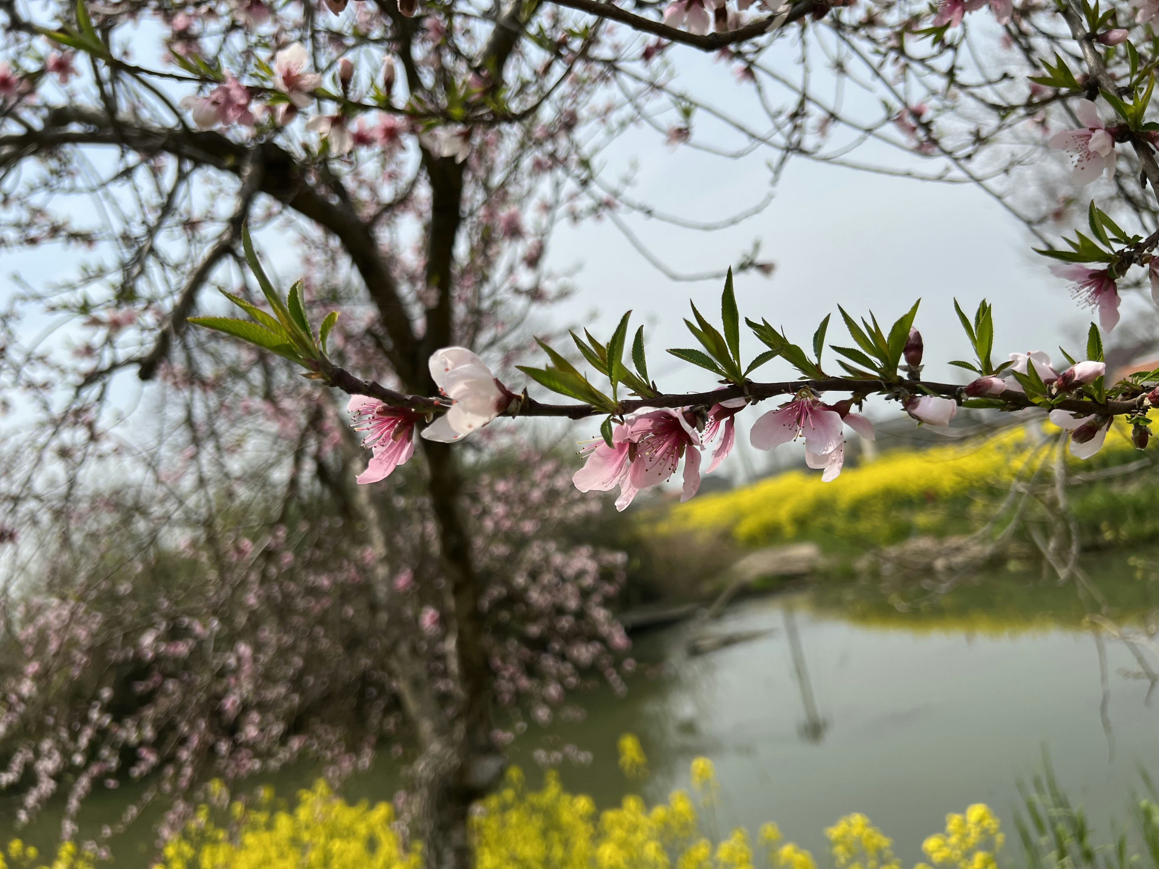 a tree branch with pink flowers near a body of water
