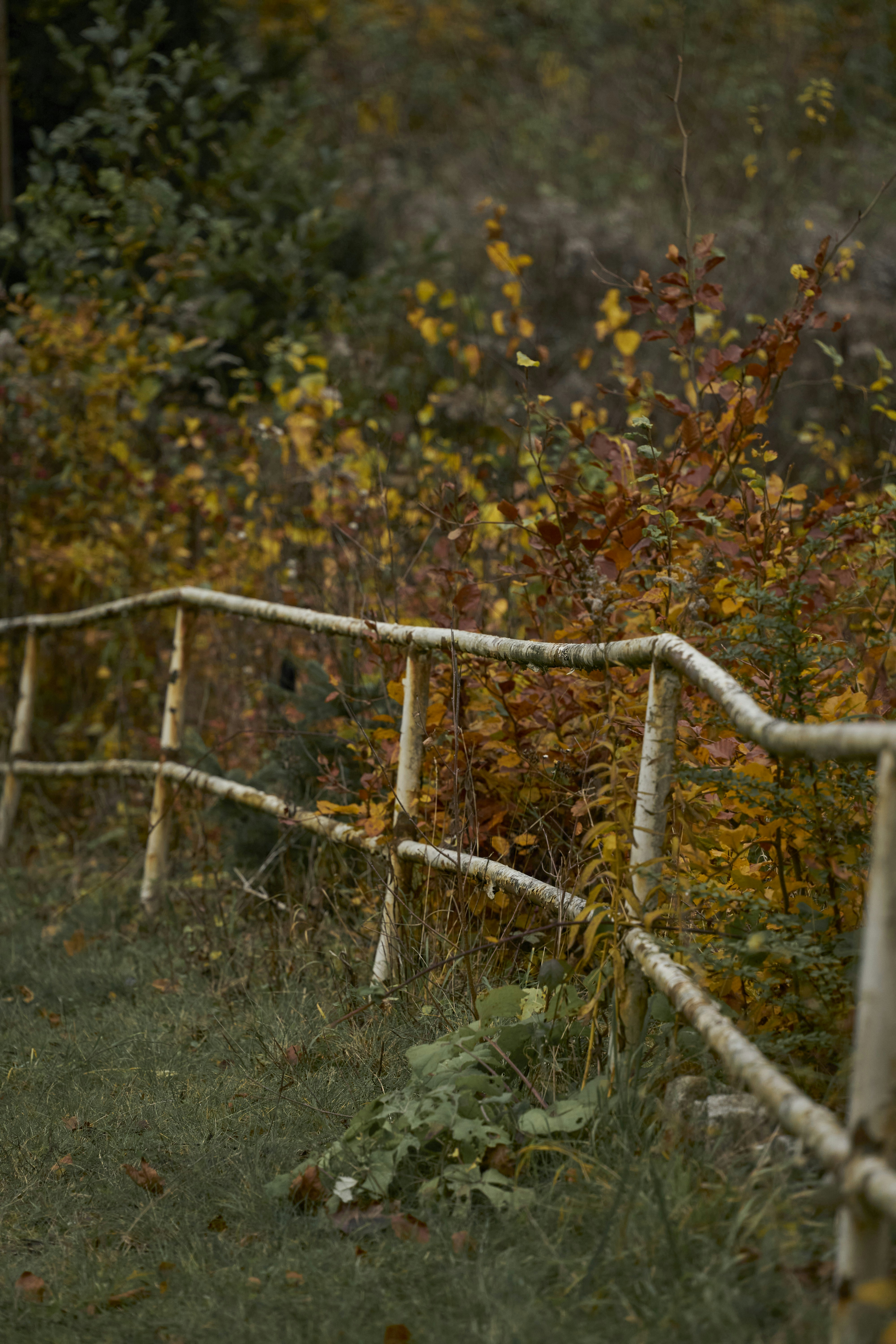 a rustical fence in fall