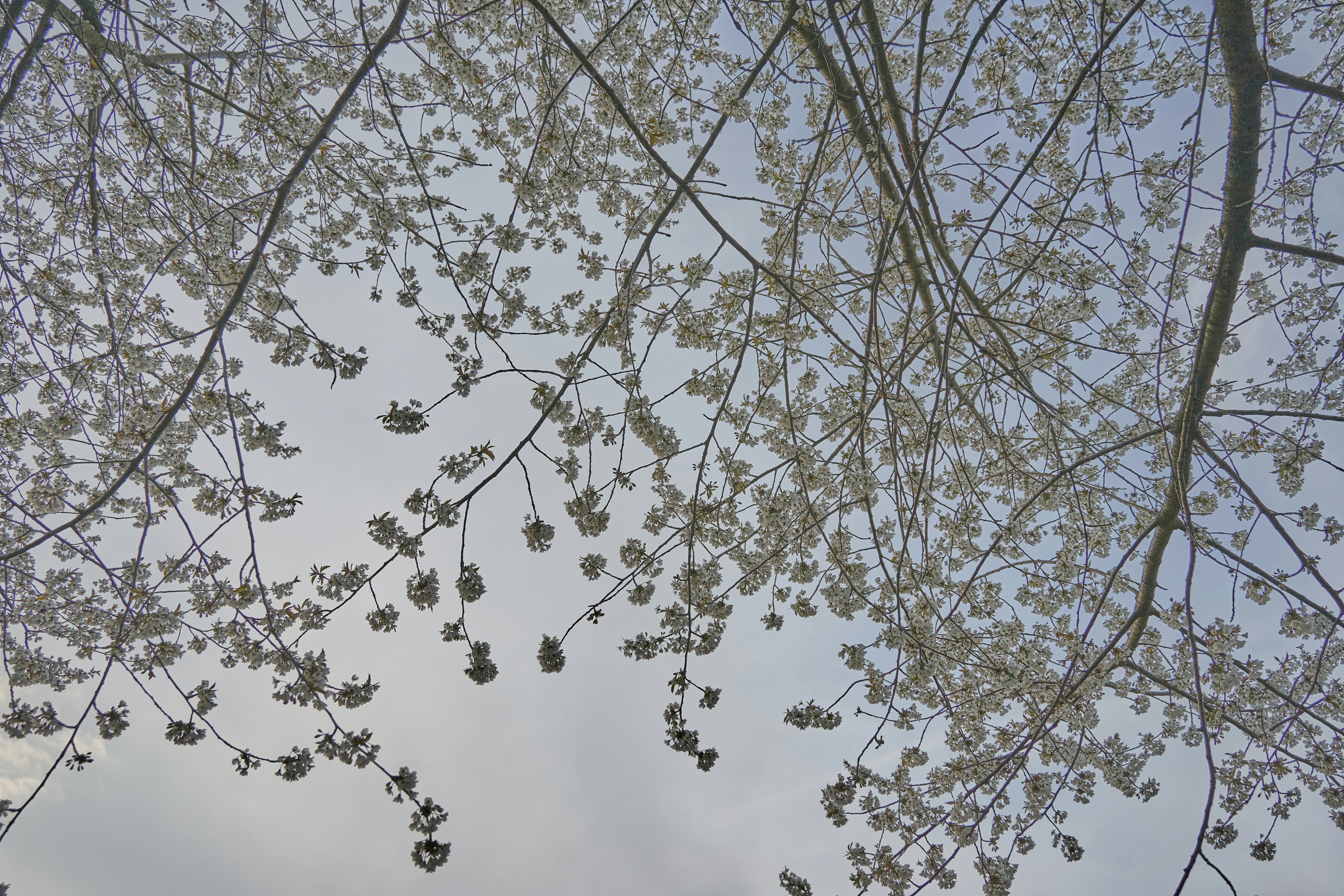 Sakura Lace Under a Quiet Sky: A Tangled Bloom Portrait