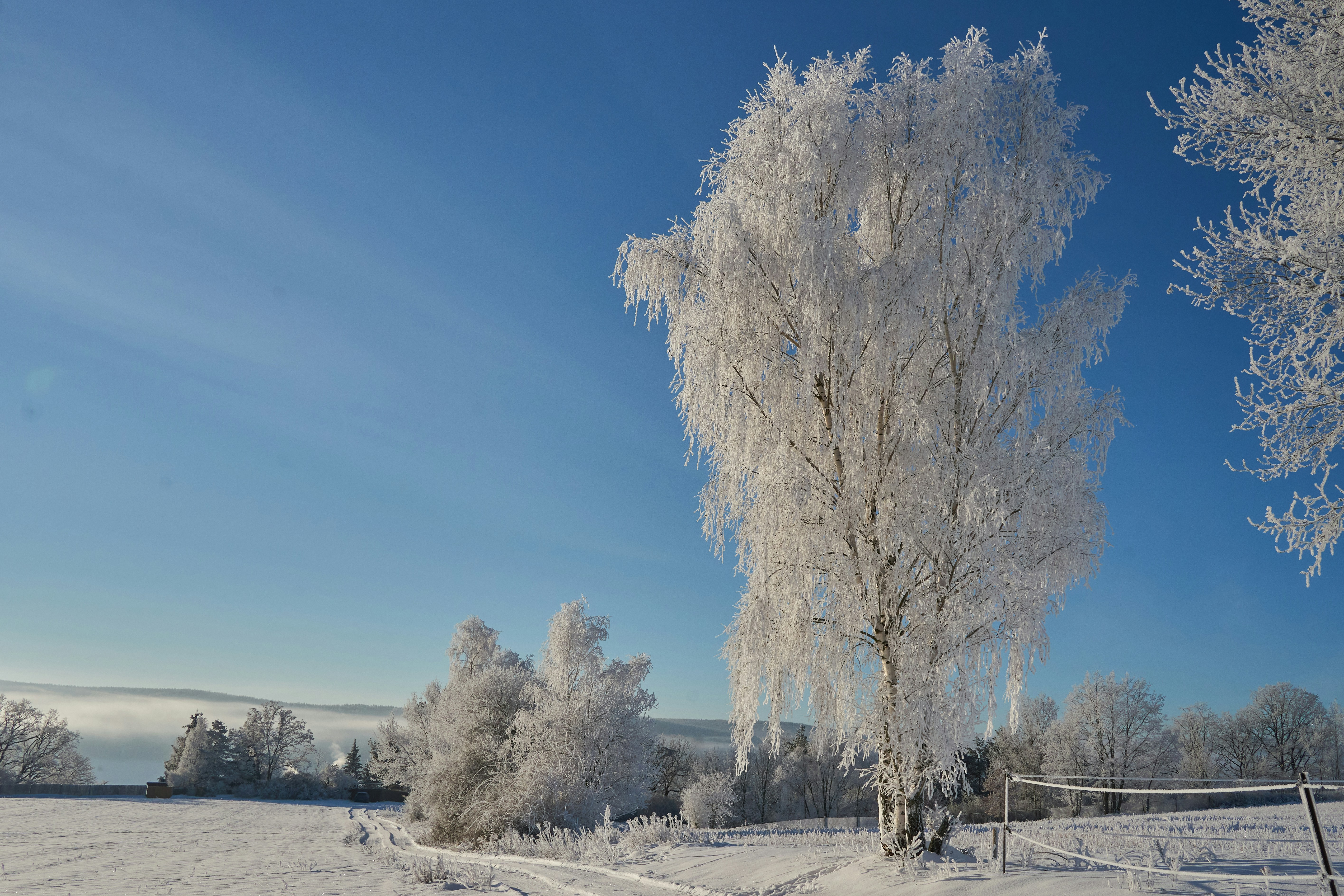 Lone frosted tree stands majestically against a clear blue sky, surrounded by a blanket of snow. The scene captures the tranquility of a winter landscape.