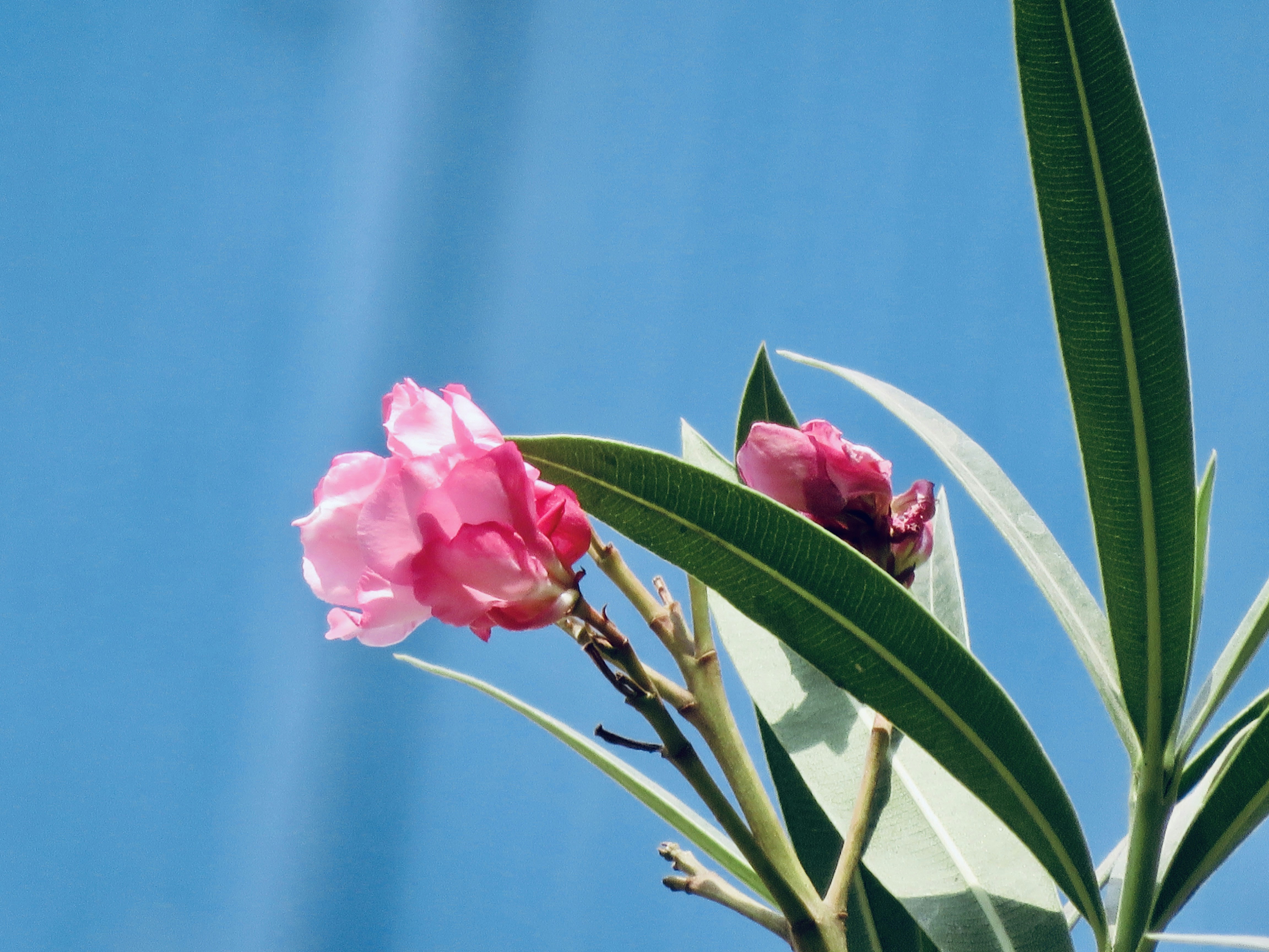Pink oleander blooms with slender green leaves against a vivid blue background.