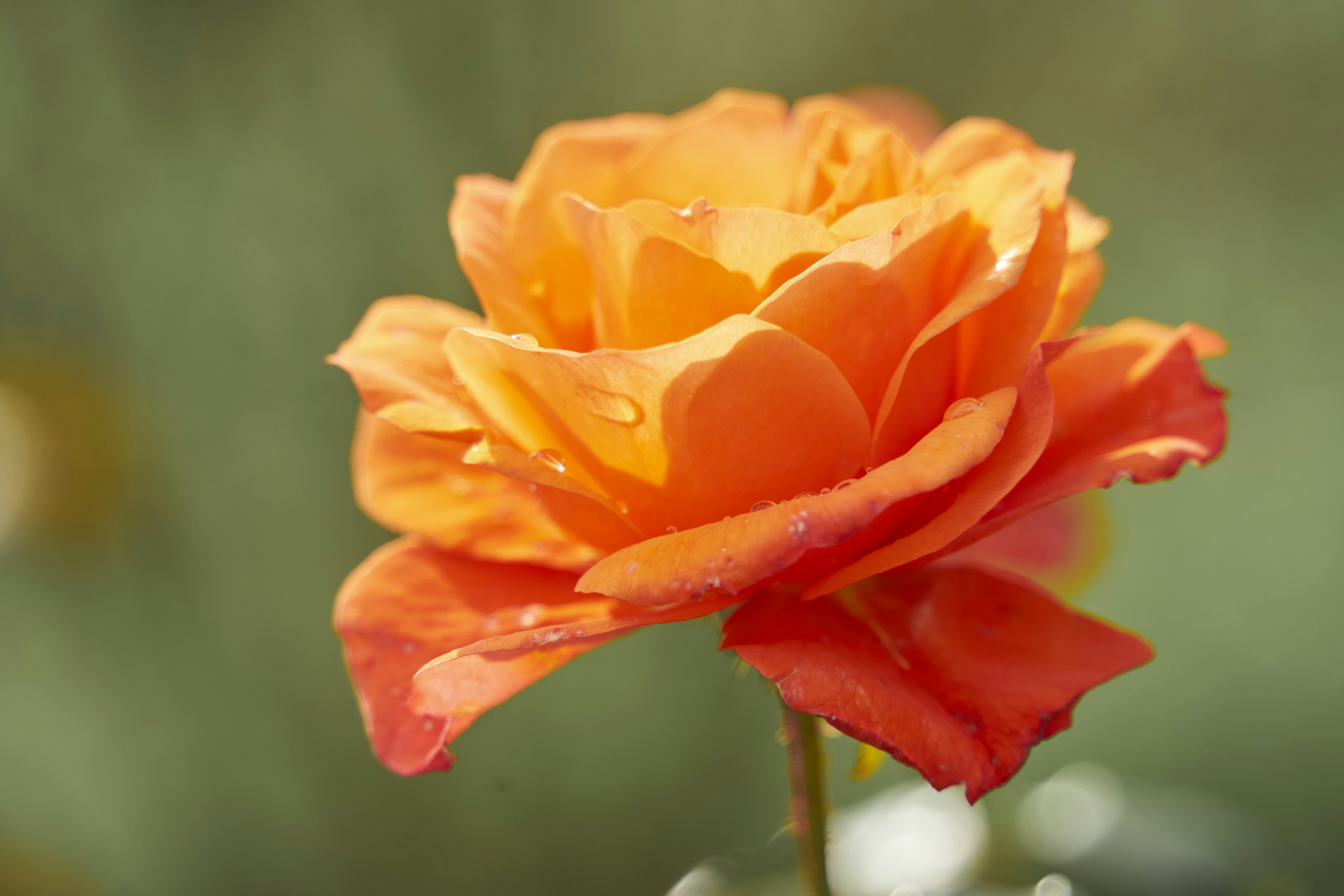 Vibrant orange rose with delicate petals glistening from morning dew against a softly blurred background.