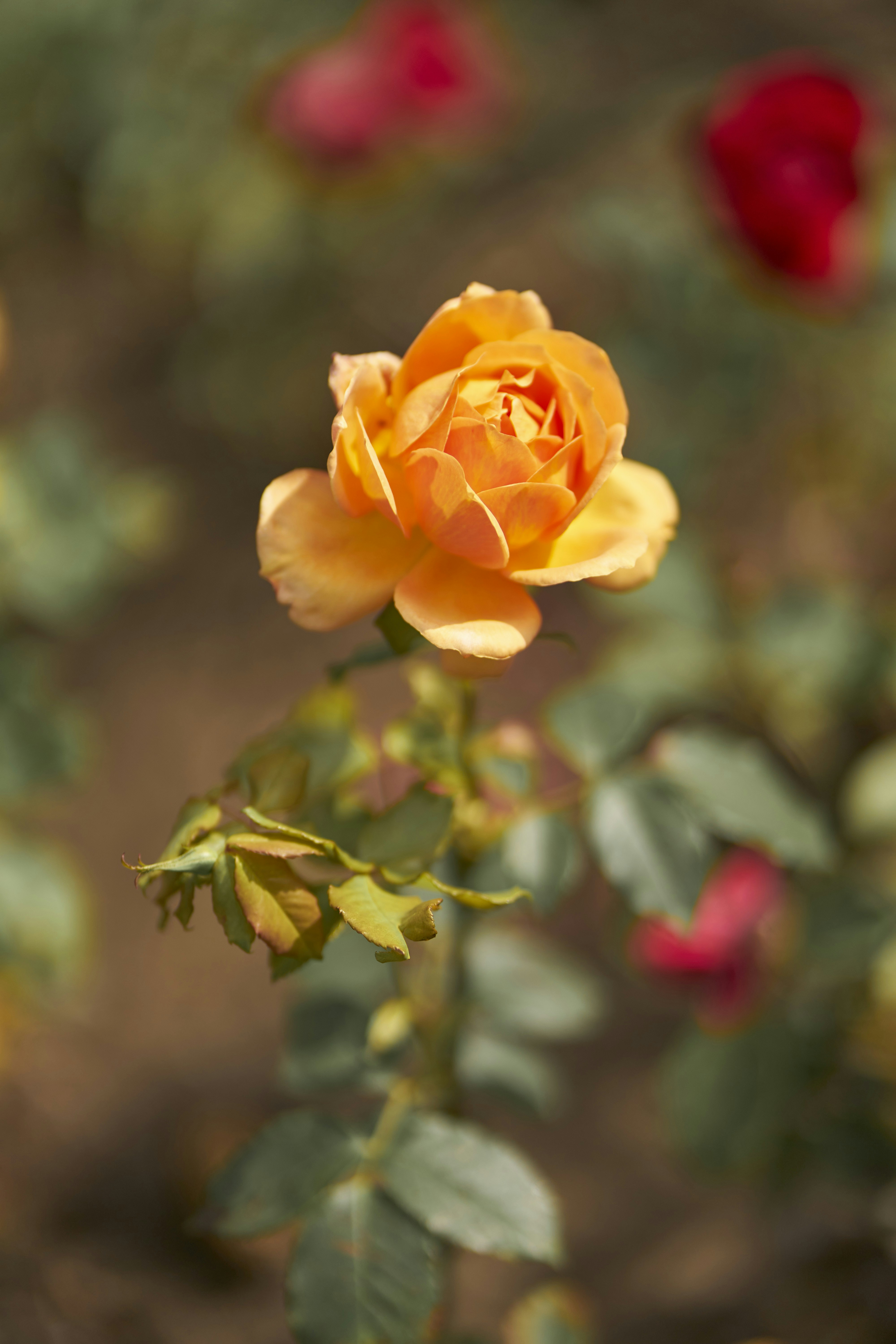 A vibrant orange rose stands out against a blurred backdrop of red roses, showcasing its delicate petals and lush green leaves.