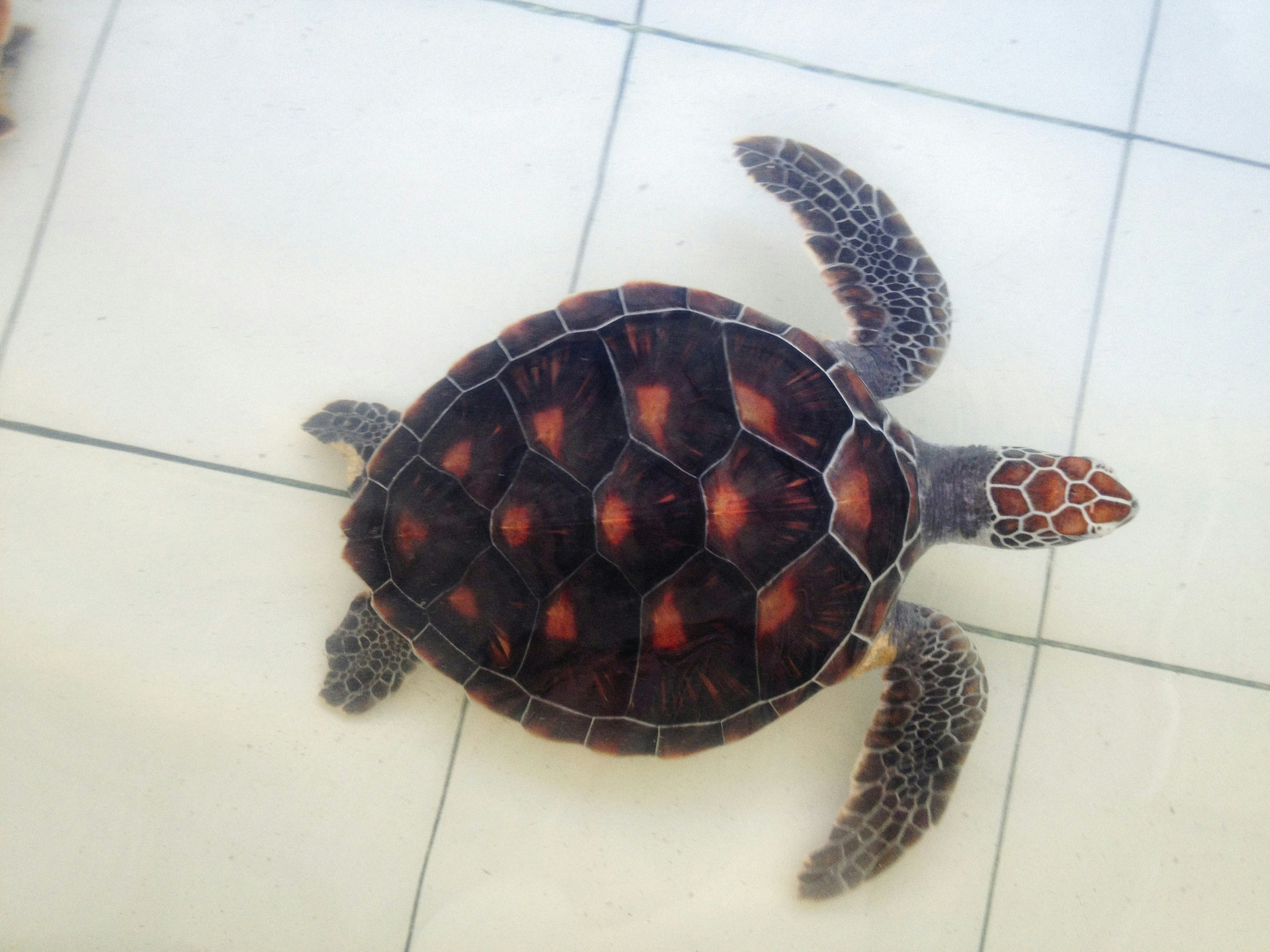 Mid-tank Solitude: A Sea Turtle Strolls Across Tiled Silence
