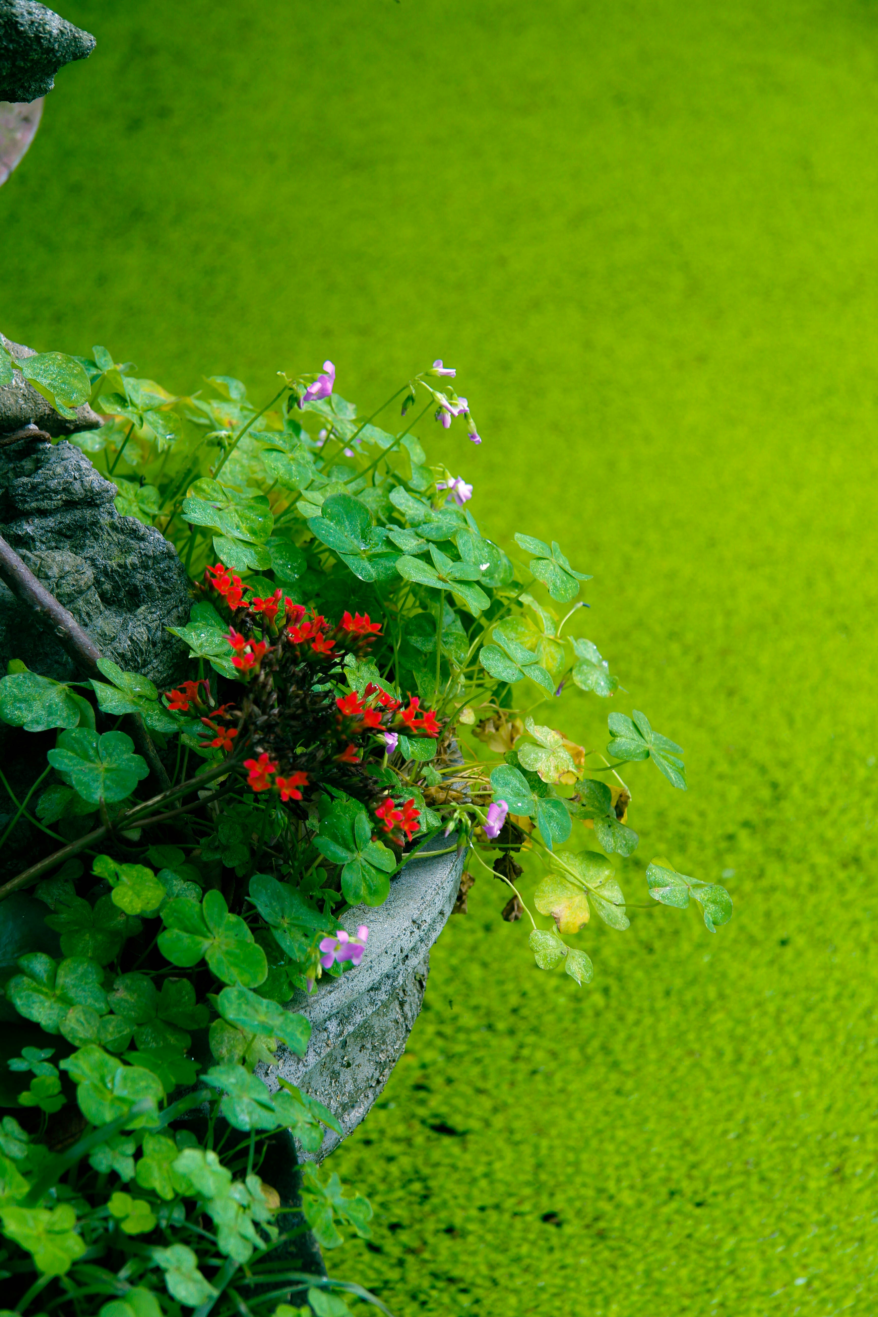 Emerald Lawn, Scarlet Blooms: A Weathered Planter's Quiet Portrait