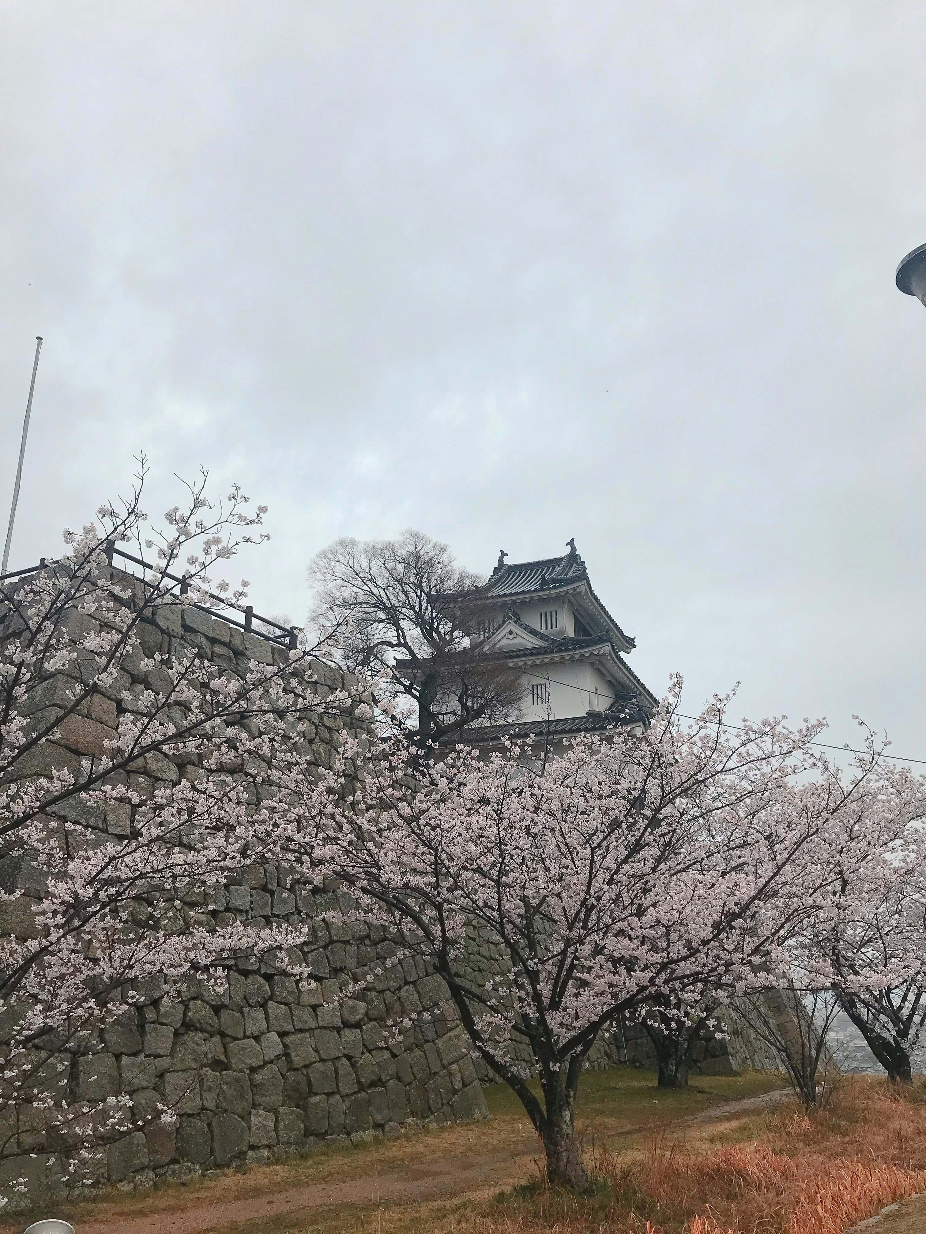 Cherry blossoms bloom vibrantly against the ancient stone wall of a castle, under a cloudy sky. The scene captures the serene beauty of springtime.