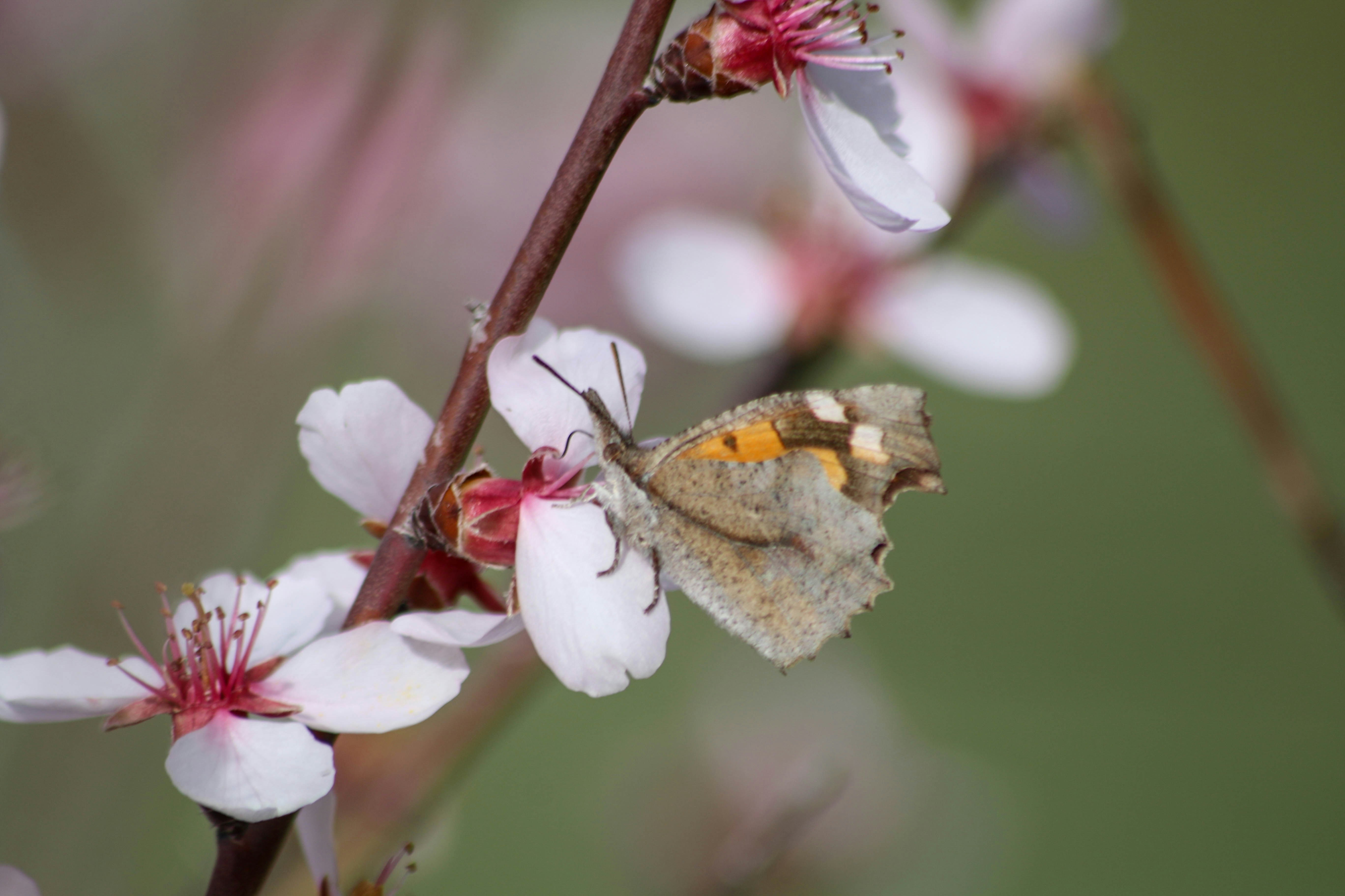 Sunlit Butterfly on a Cherry Blossom Branch