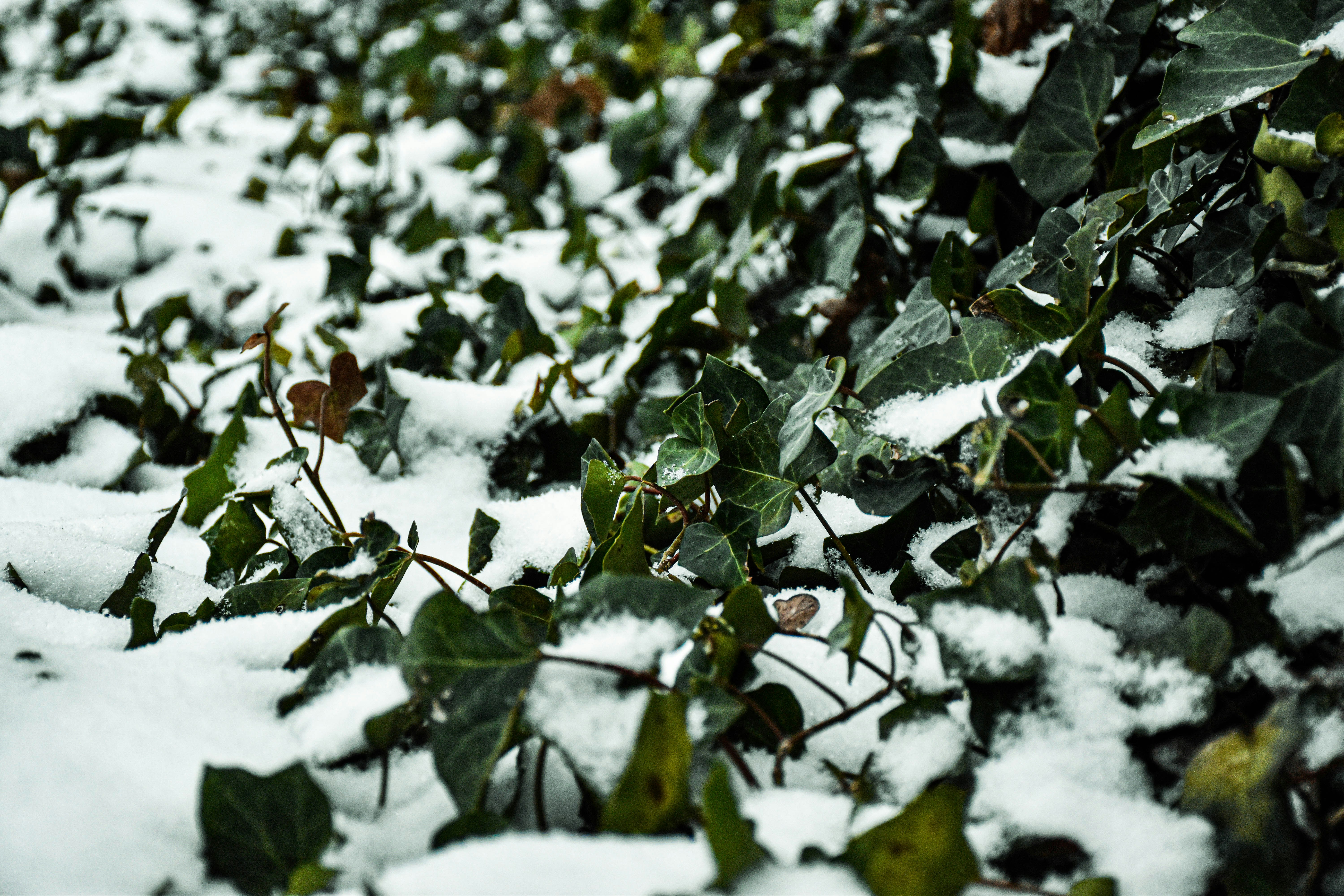 a bush covered in snow with green leaves