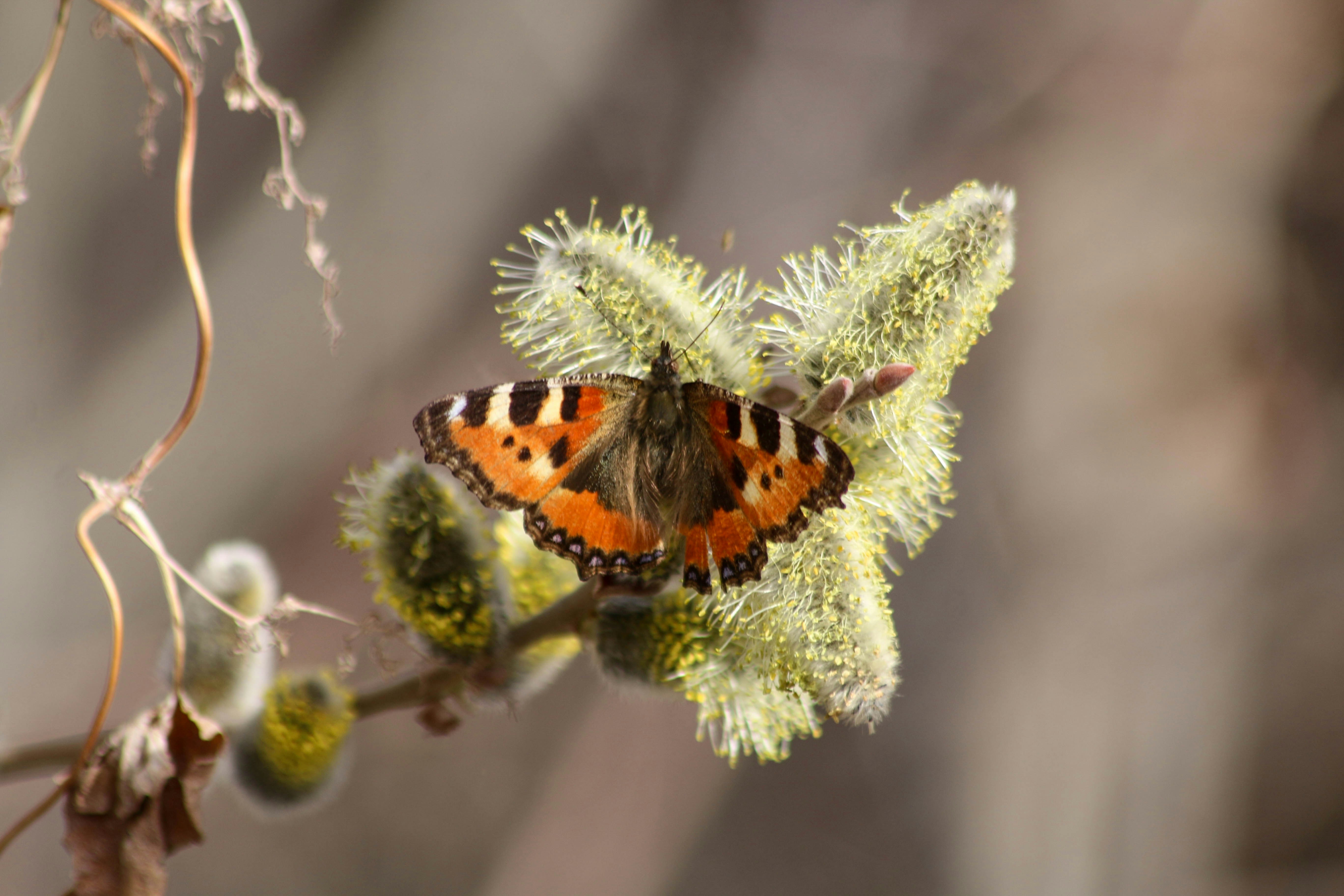 Wings on Velvet Bloom: a Small Tortoiseshell on a fuzzy pale-green blossom