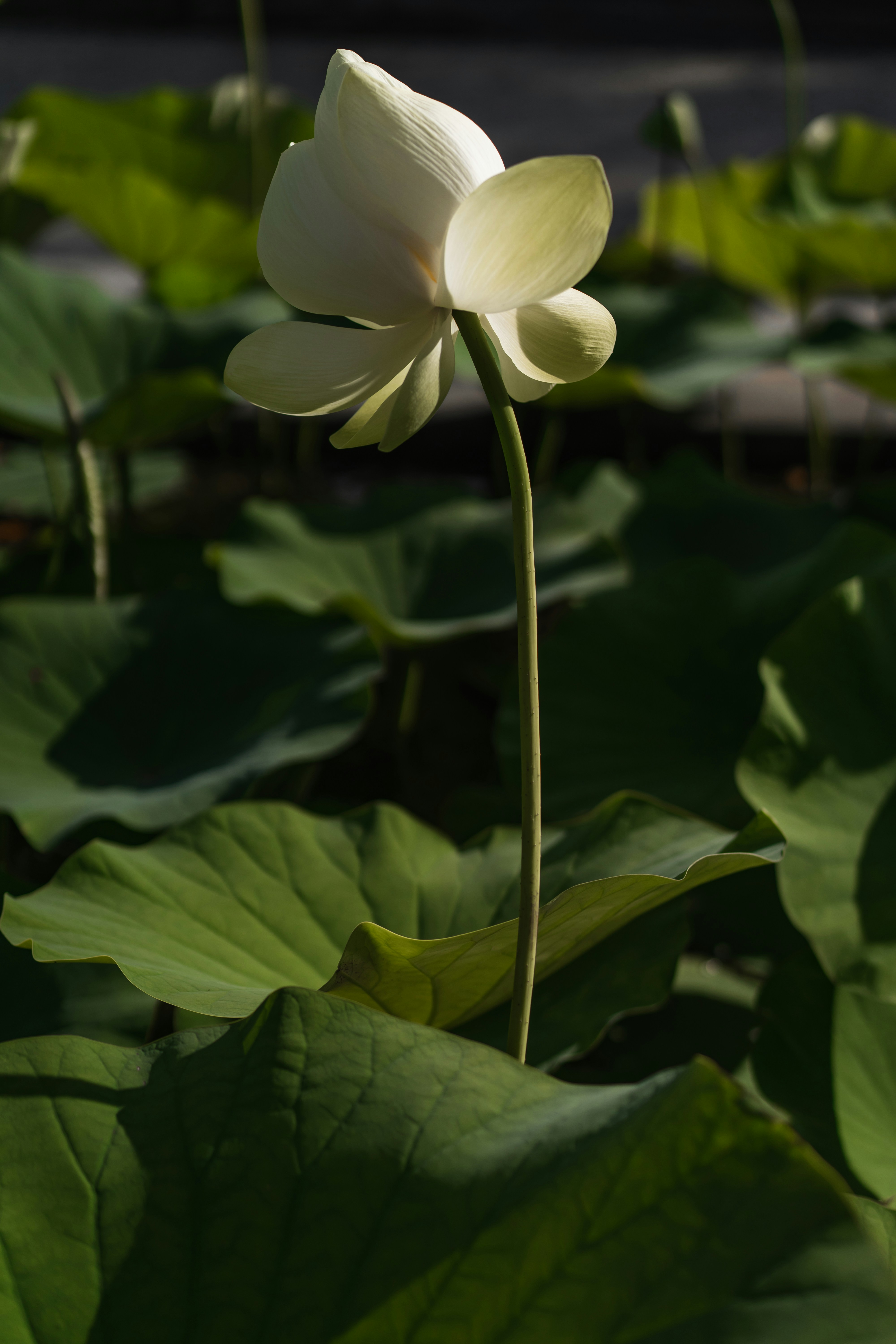 A solitary white lotus flower rises gracefully above a sea of lush green leaves, showcasing nature's delicate beauty.