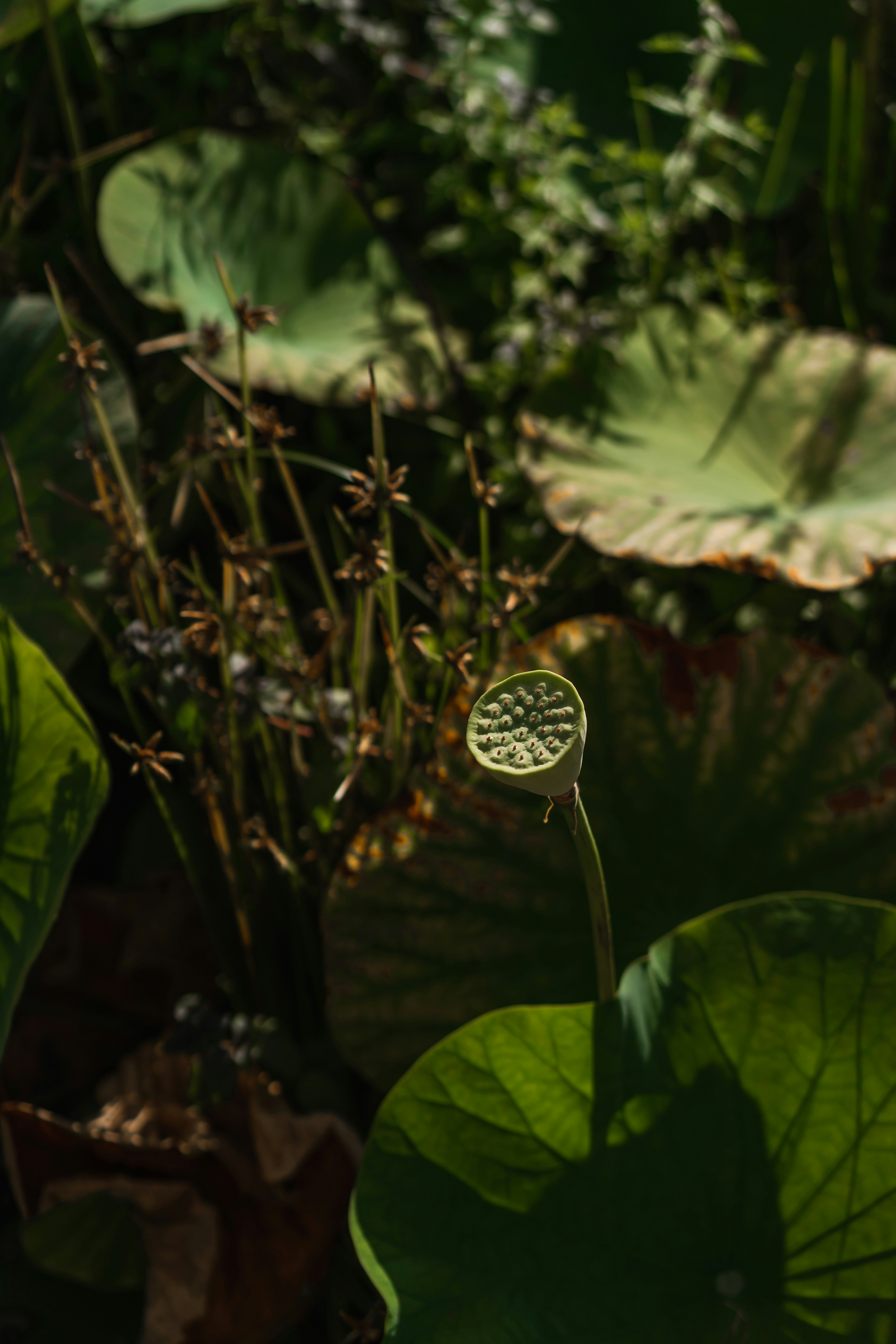 Seed Pod Spotlight: A Quiet Lotus Moment in Dappled Light