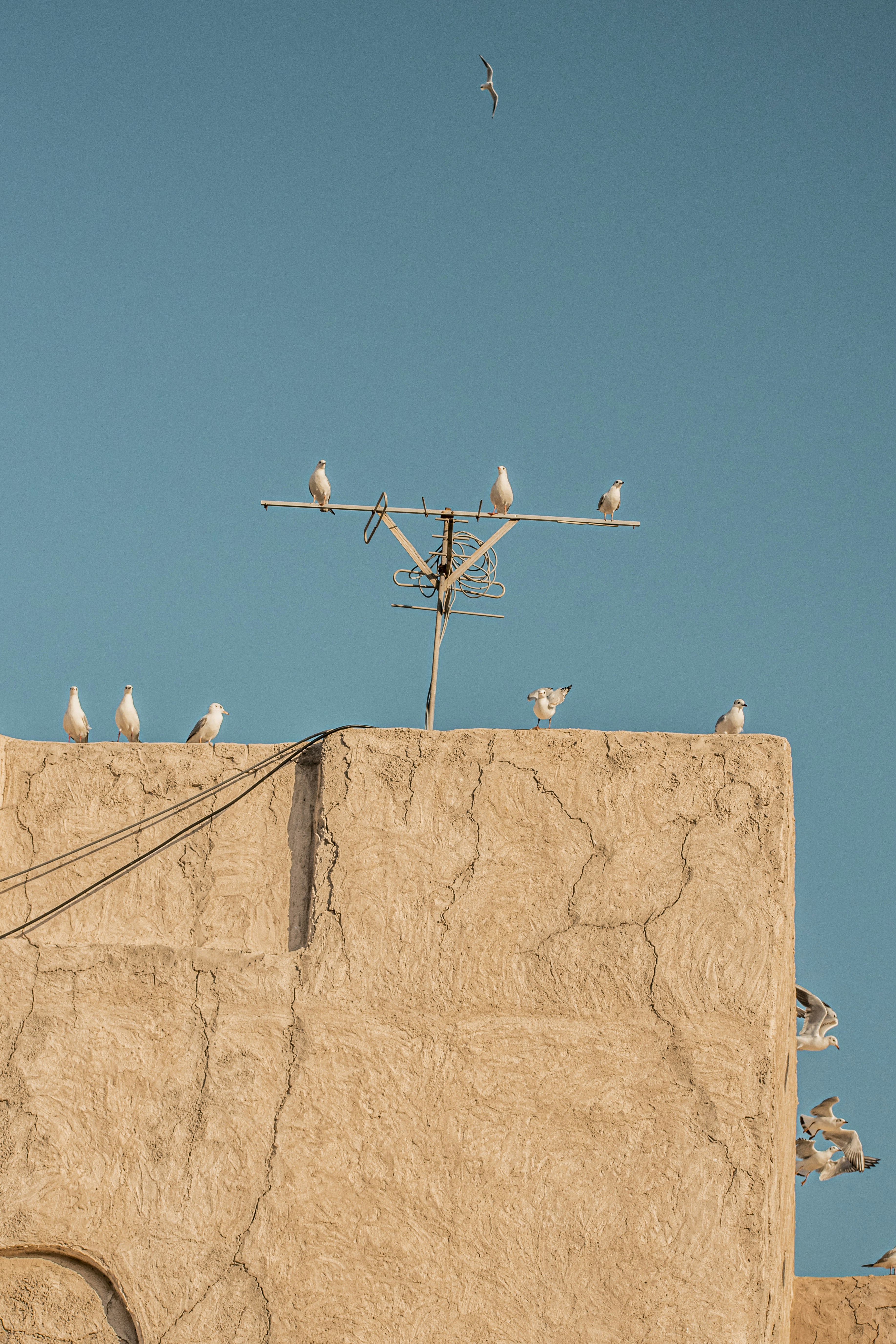 a flock of birds sitting on top of a building