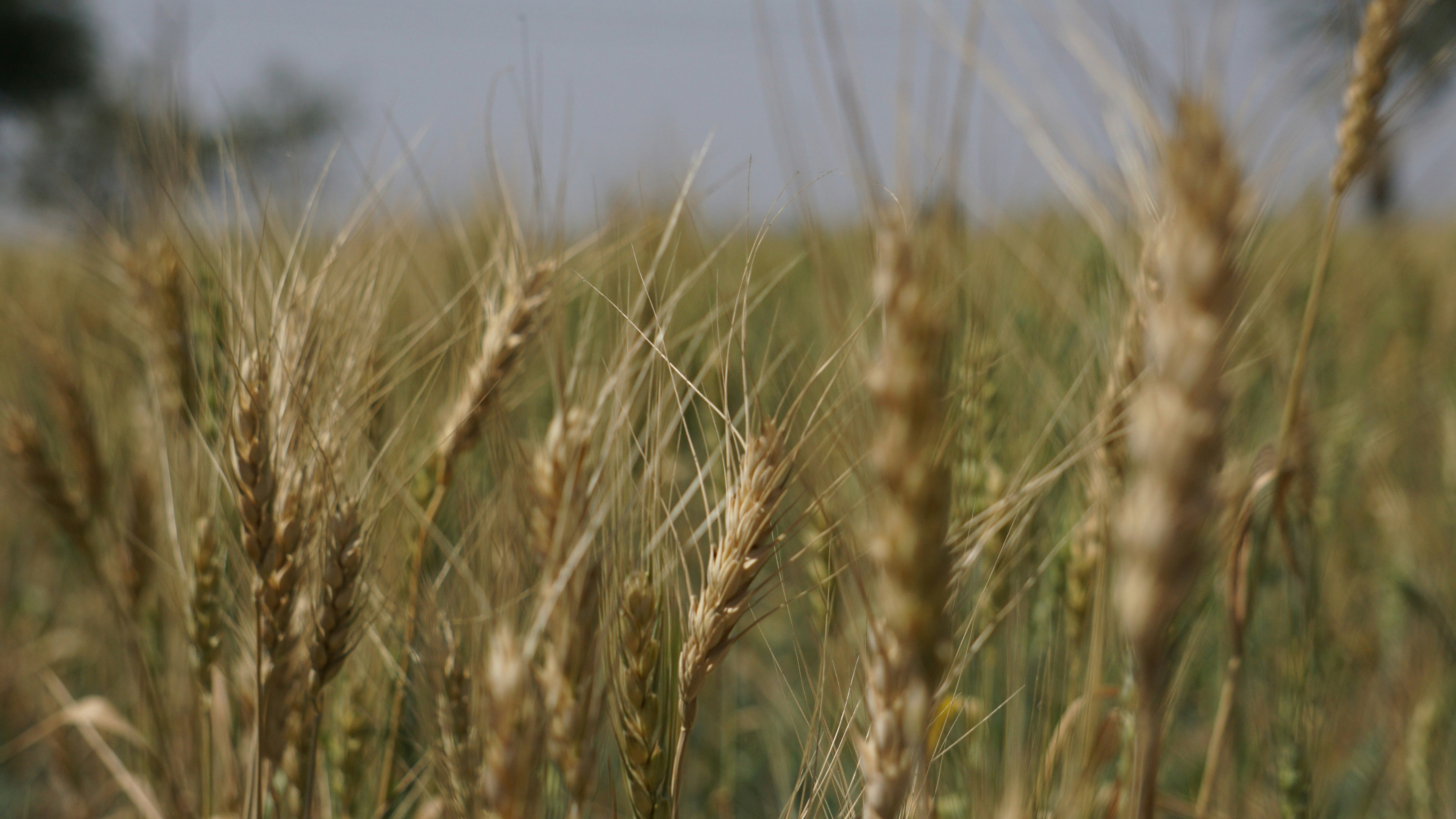 Close-up view of golden wheat stalks swaying gently in the breeze, showcasing the textures and colors of the harvest season.