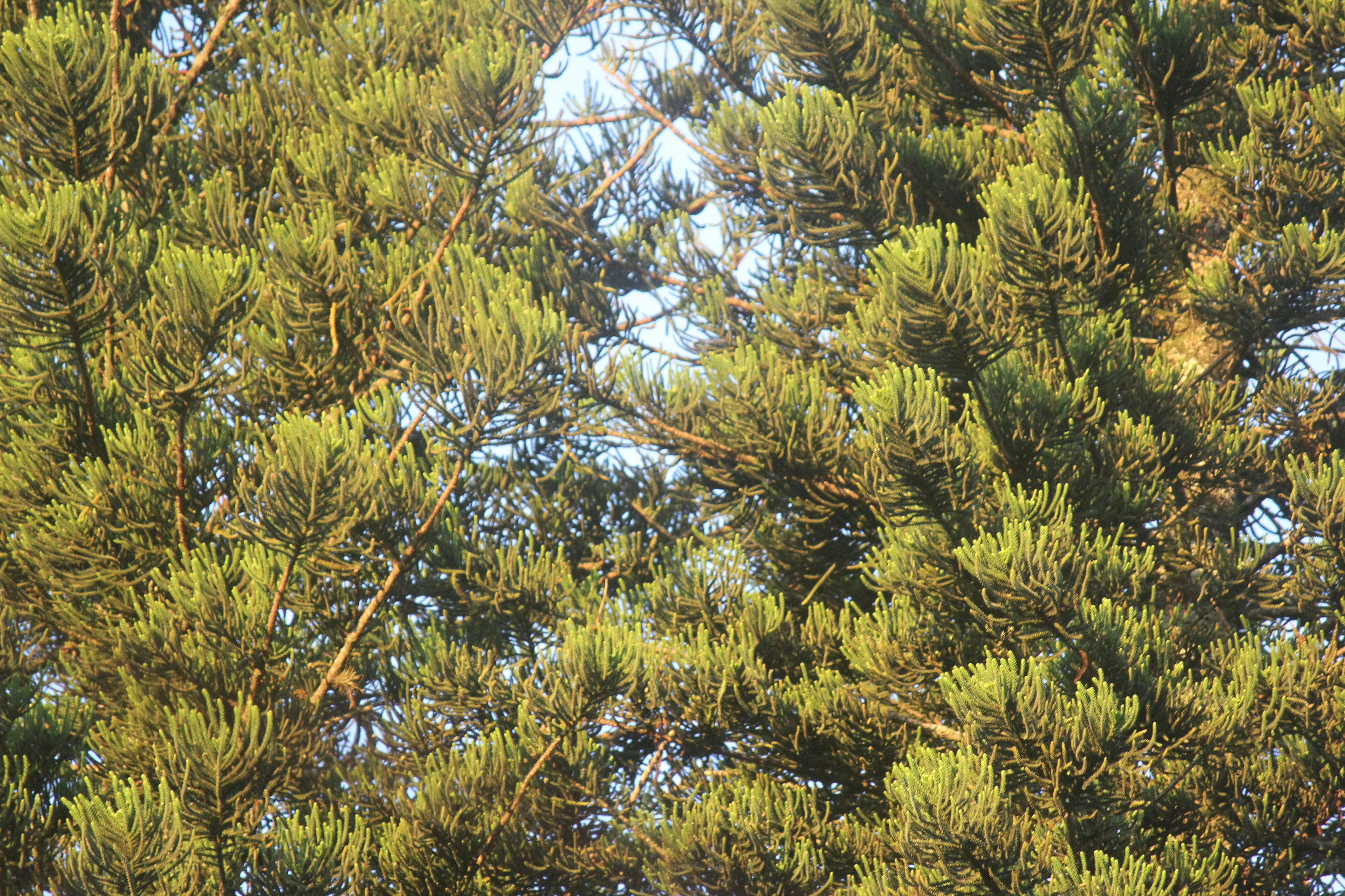 Dense evergreen foliage bathed in soft sunlight, showcasing the intricate textures and vibrant greens of the needles.